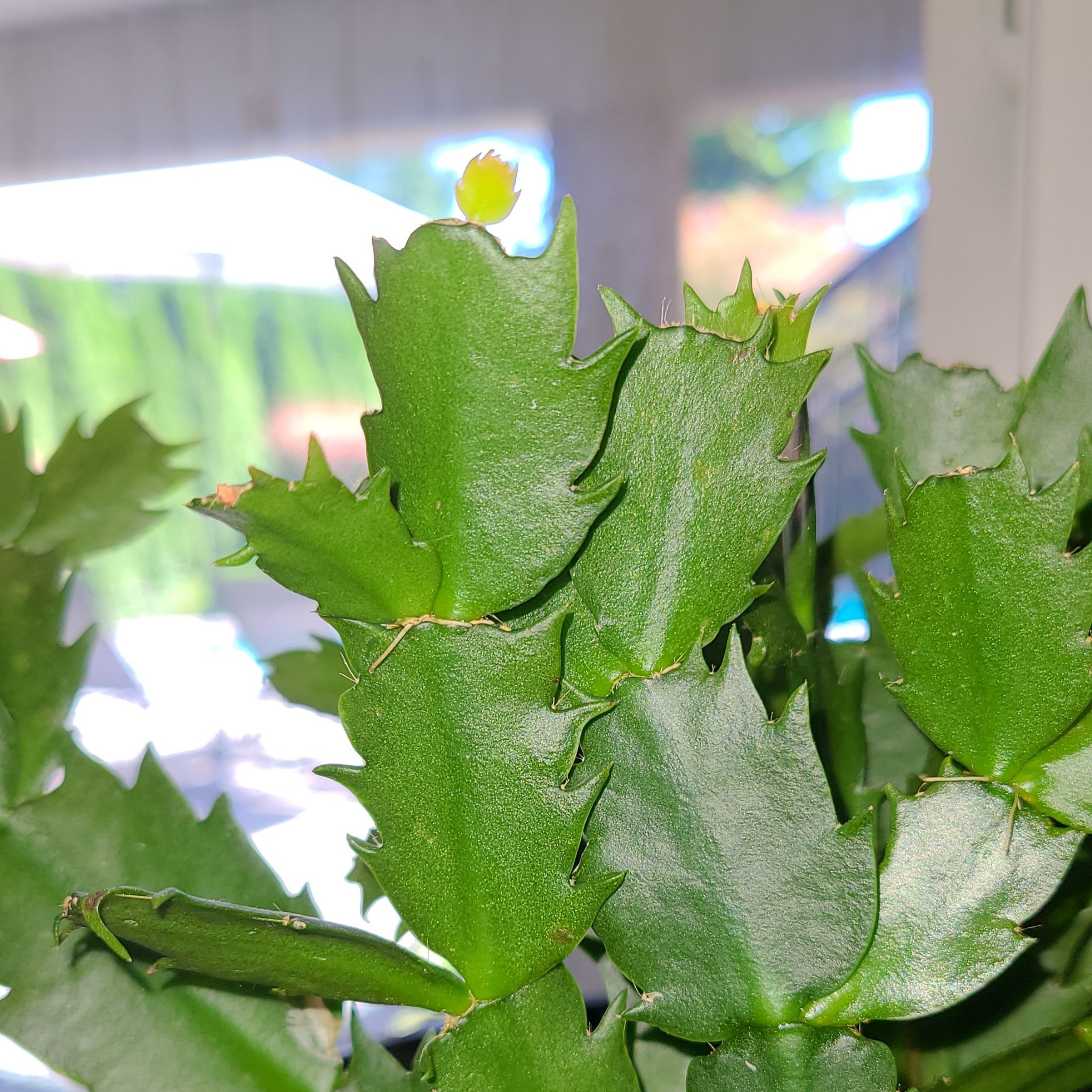 Zygo Cactus: How Much Water & Light Does it Need to Thrive?