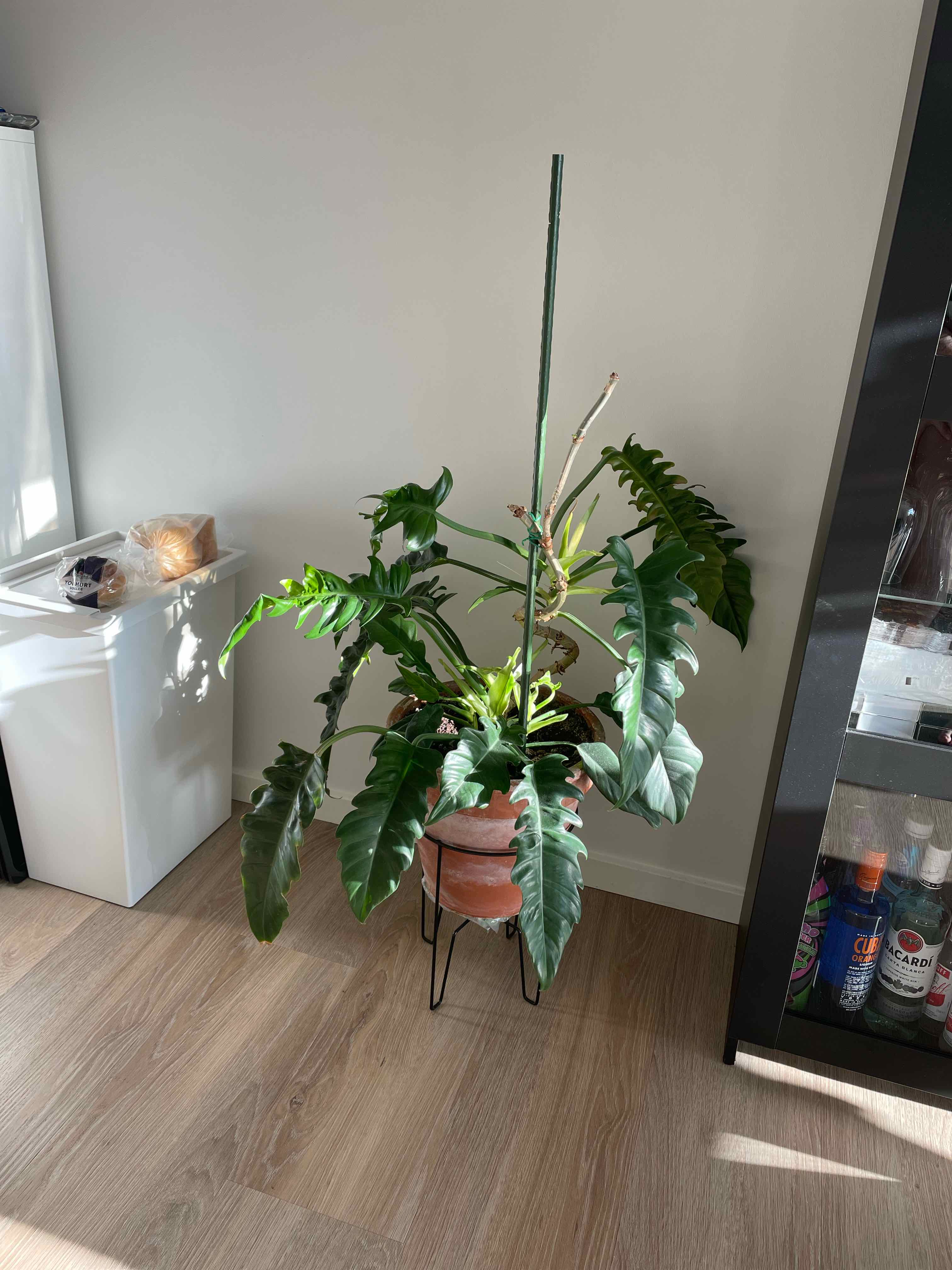 10 Benefits of Having a Philodendron Narrow Tiger Tooth