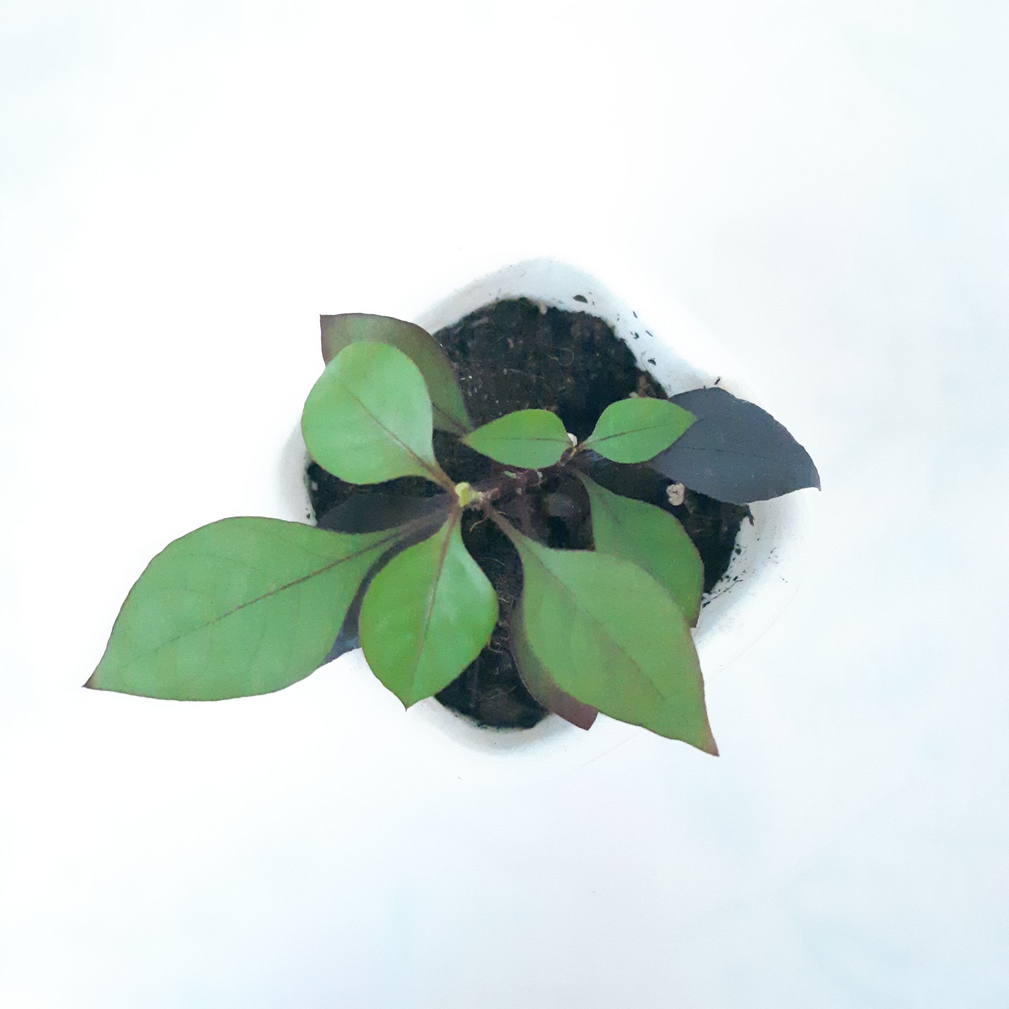 10 Benefits of Having a Brazilian Joyweed