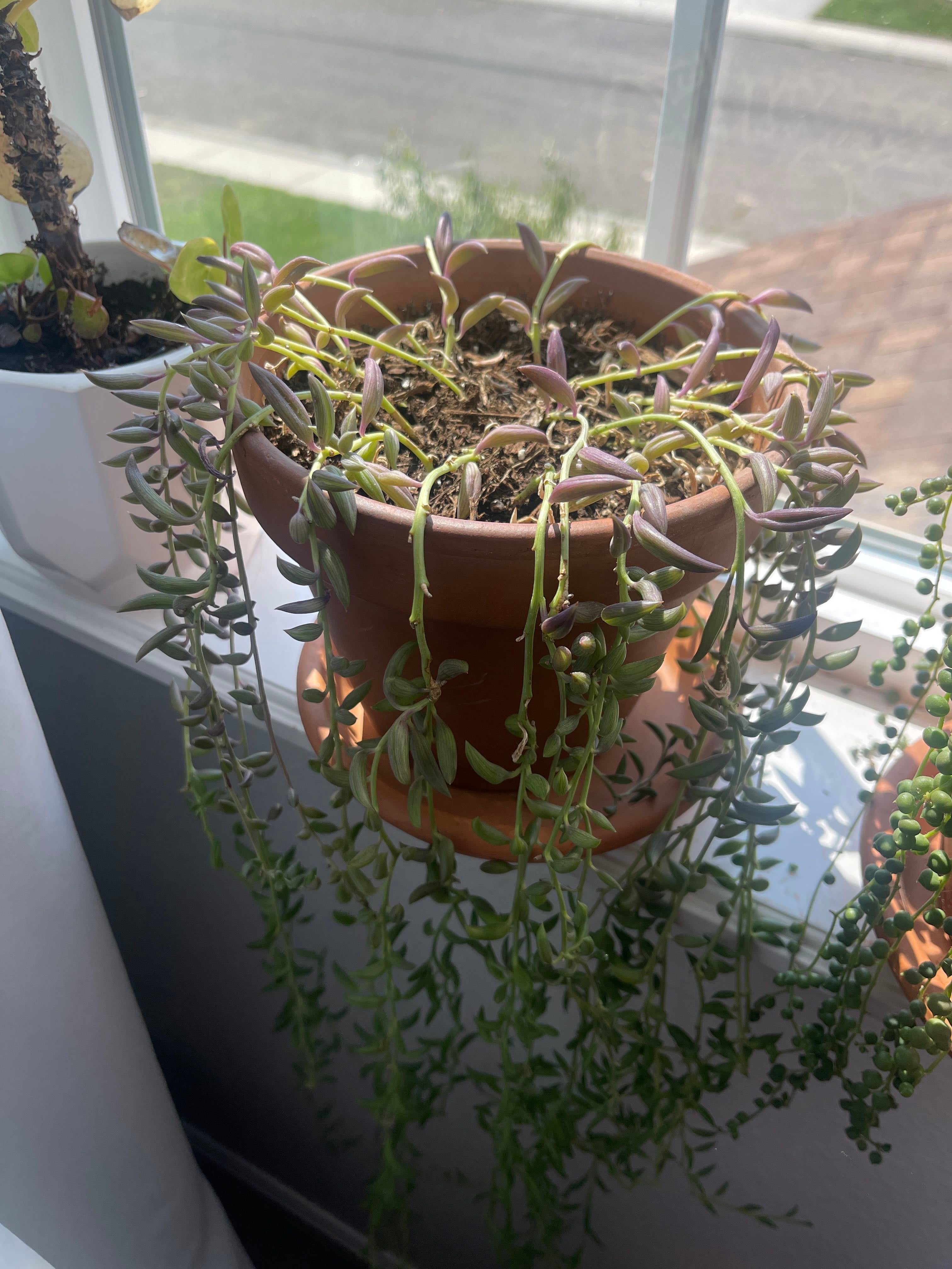 Propagating String Of Bananas 🍌: The Ultimate Guide