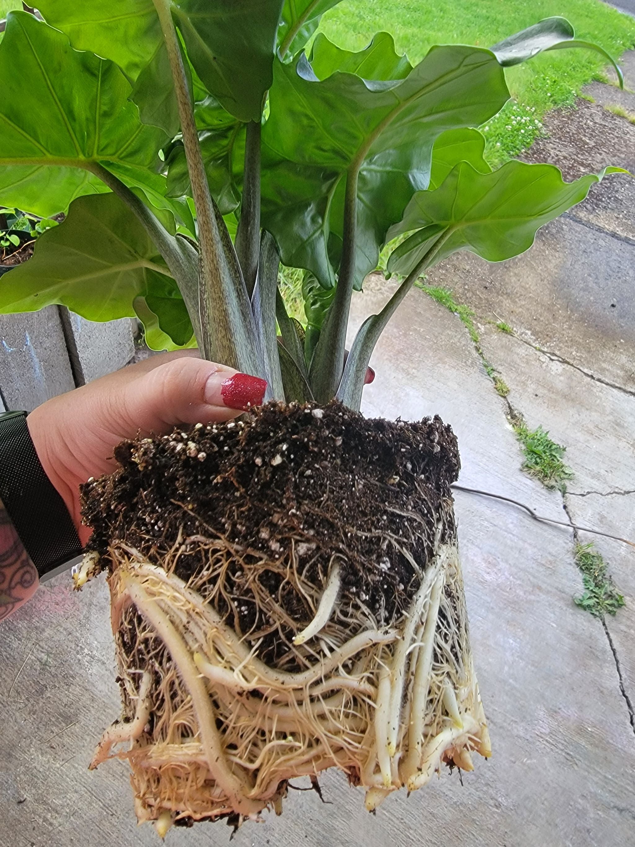 Alocasia 'Low Rider' Plant Care: Water, Light, Nutrients | Greg App 🌱