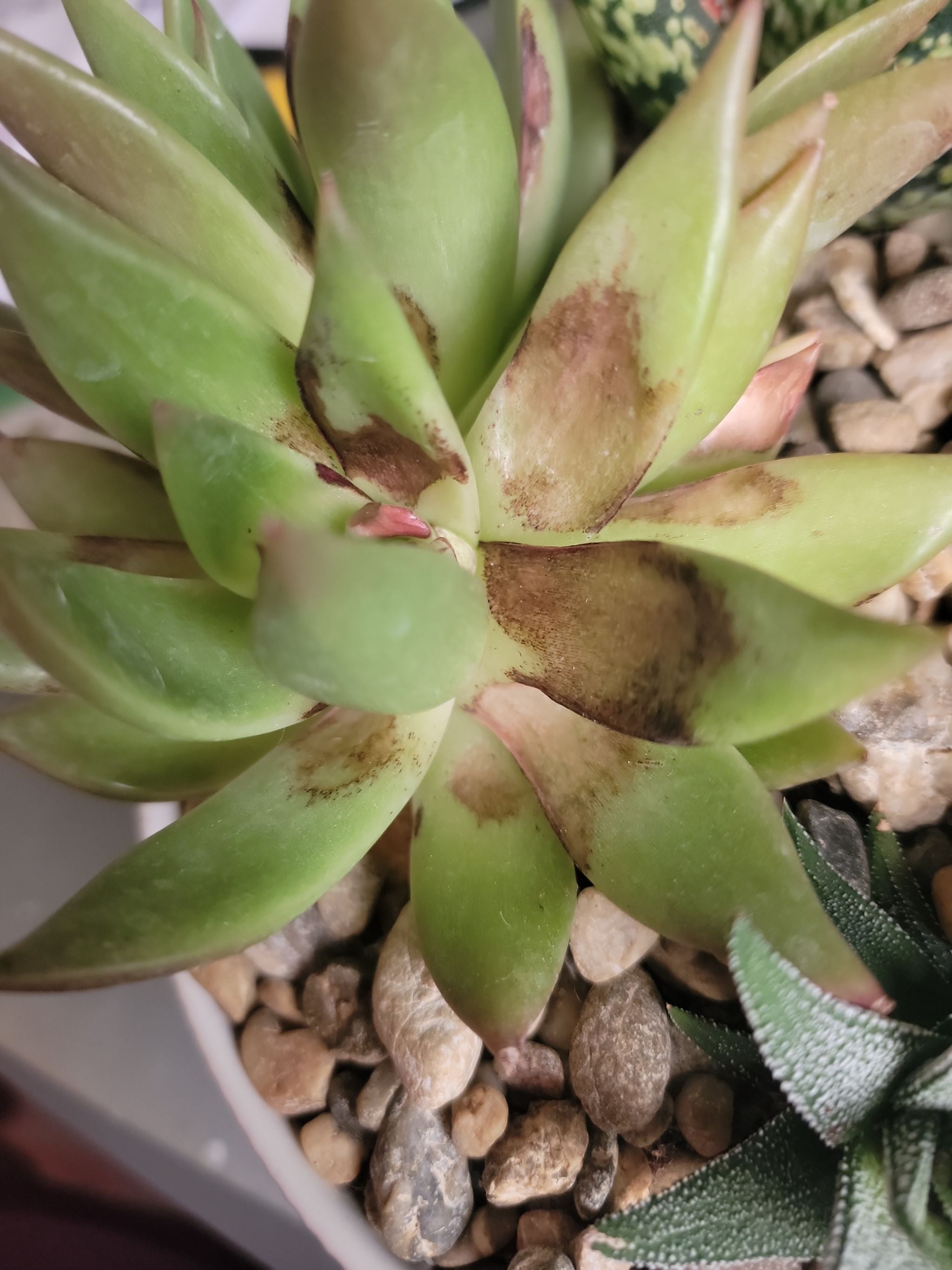 Echeveria 'Arrow Setosa' Plant Care: Water, Light, Nutrients | Greg App 🌱