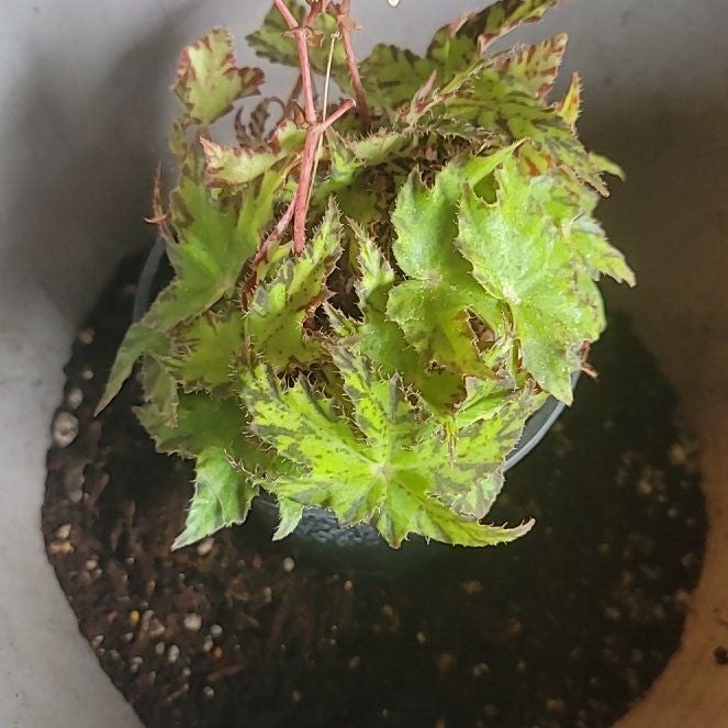 Personalized Rhizo Begonia Care: Water, Light, Nutrients | Greg App