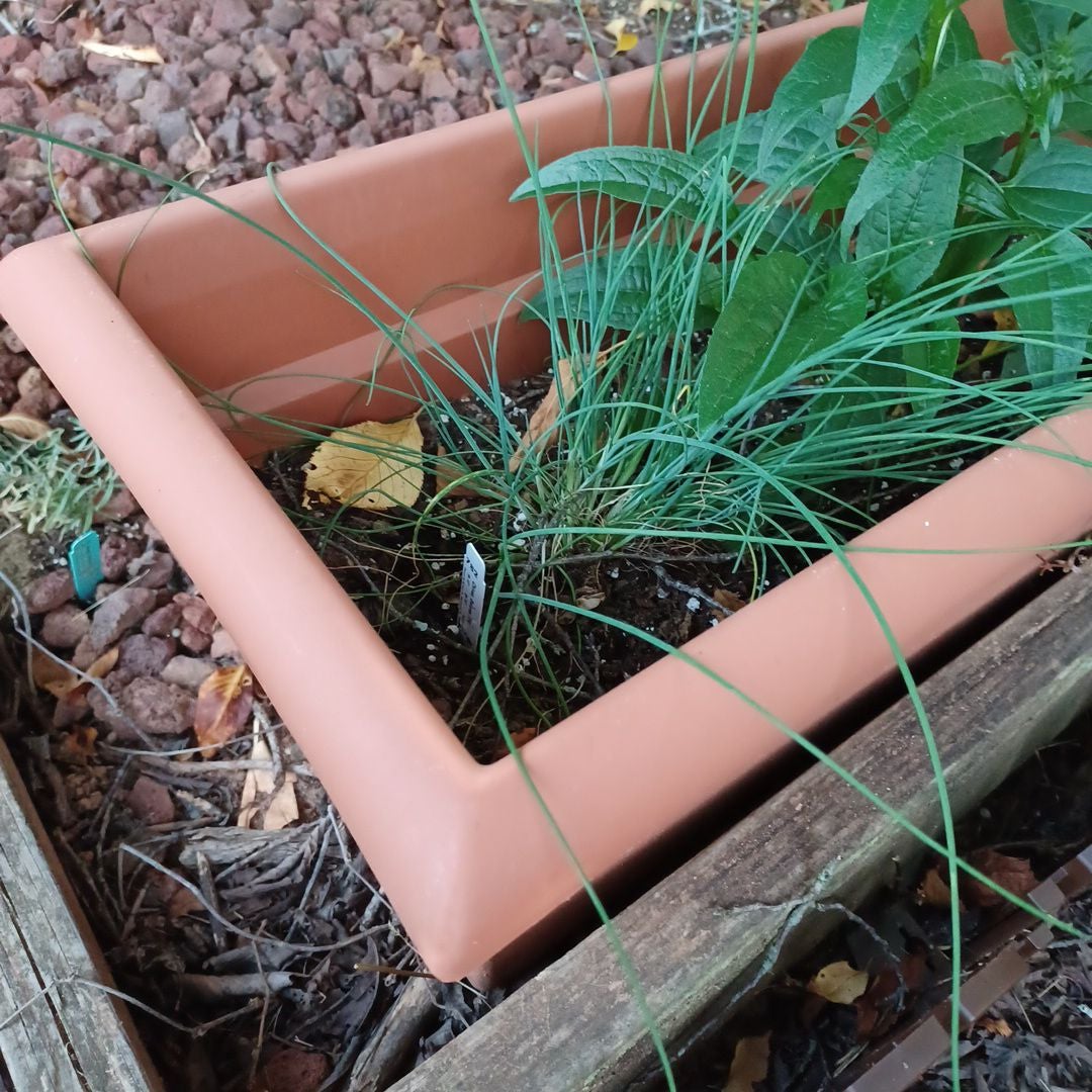 Nemo | A plant by @TetaNuri on Greg