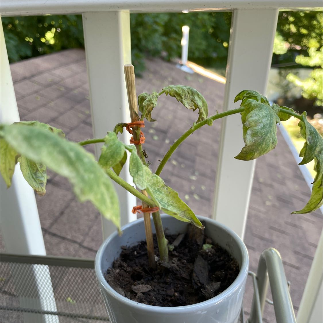 What To Do About 🍅 Tomato Plant Root Rot