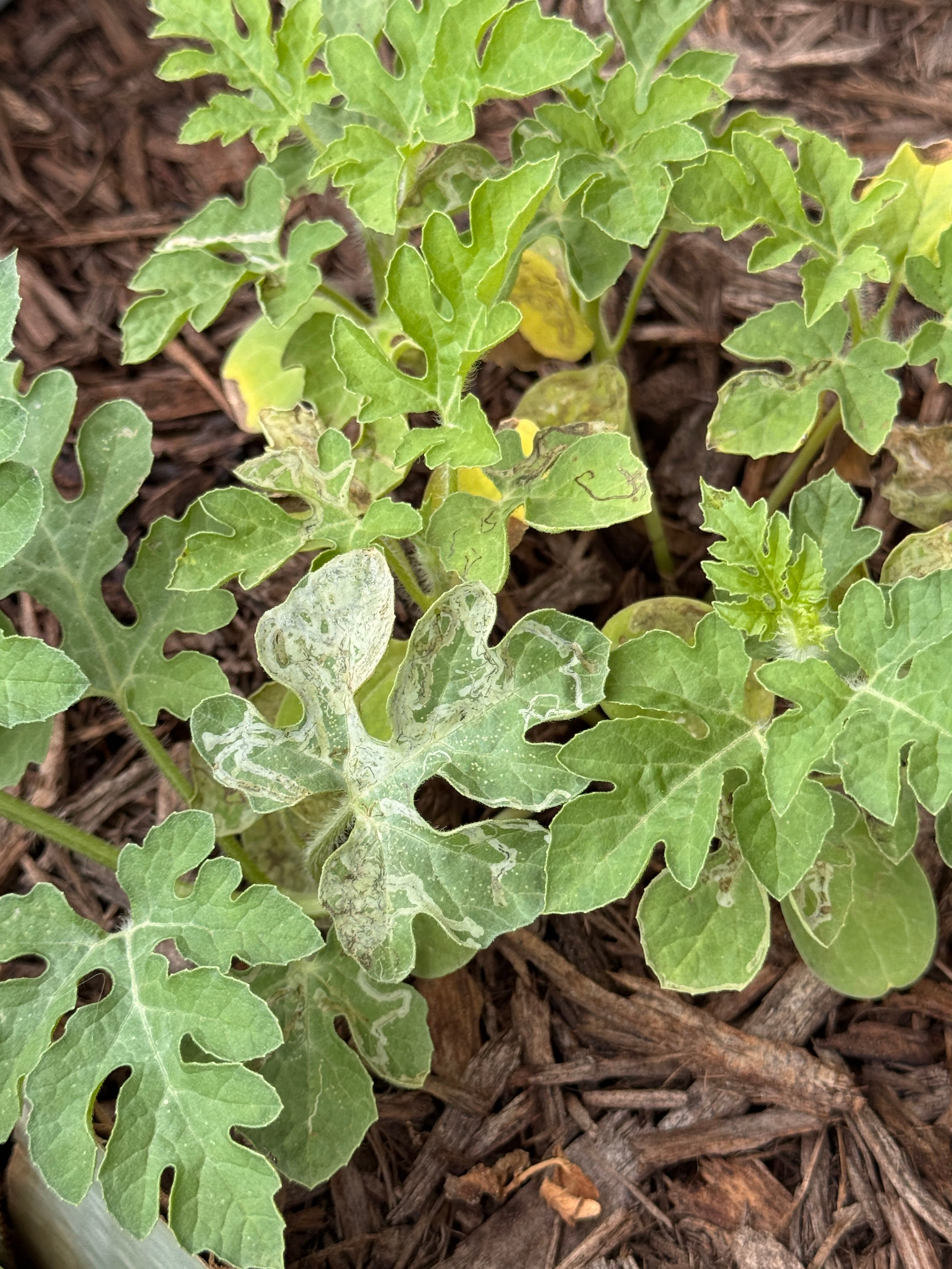 🥬 Pea Growth: Height vs. Width