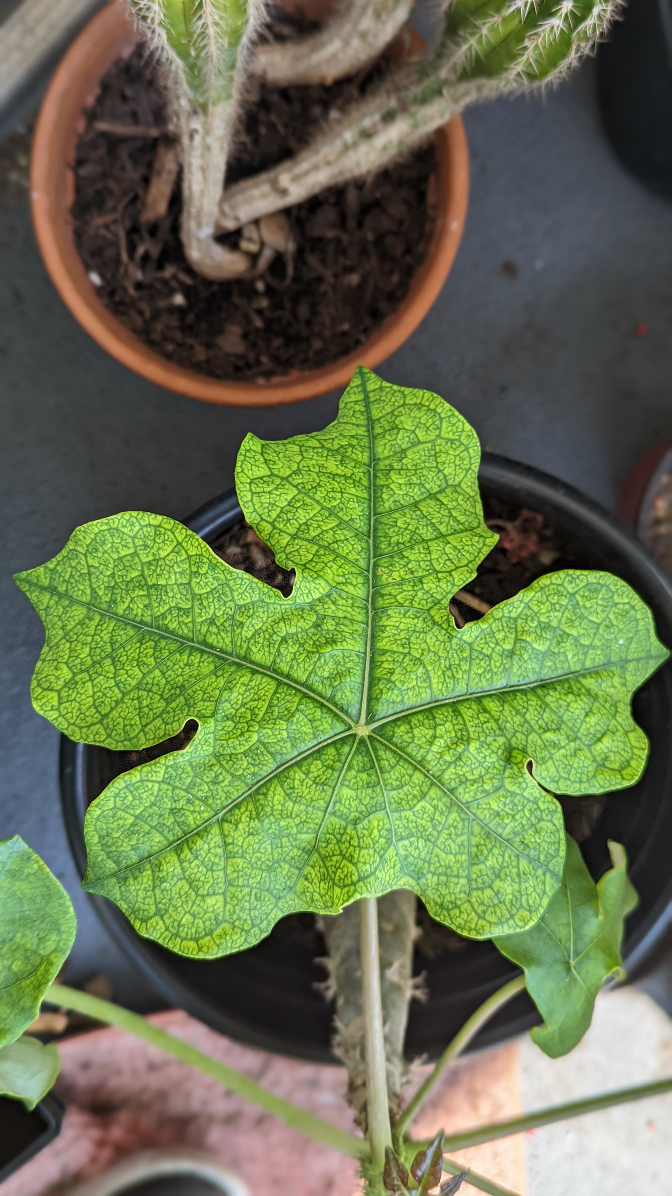 Keep Your Bellyache Bush Alive: Light, Water & Care Instructions