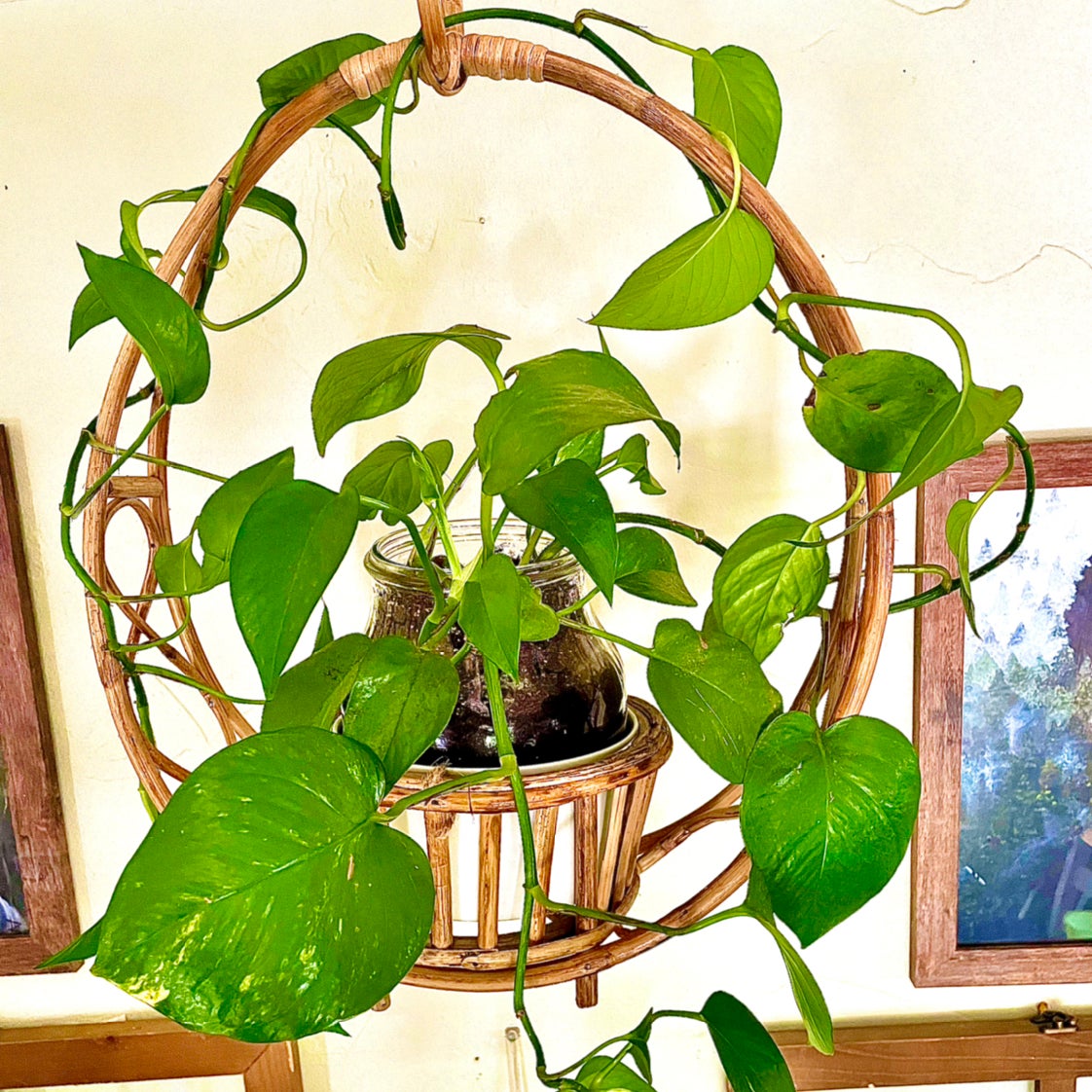 Personalized Golden Pothos Care: Water, Light, Nutrients | Greg App