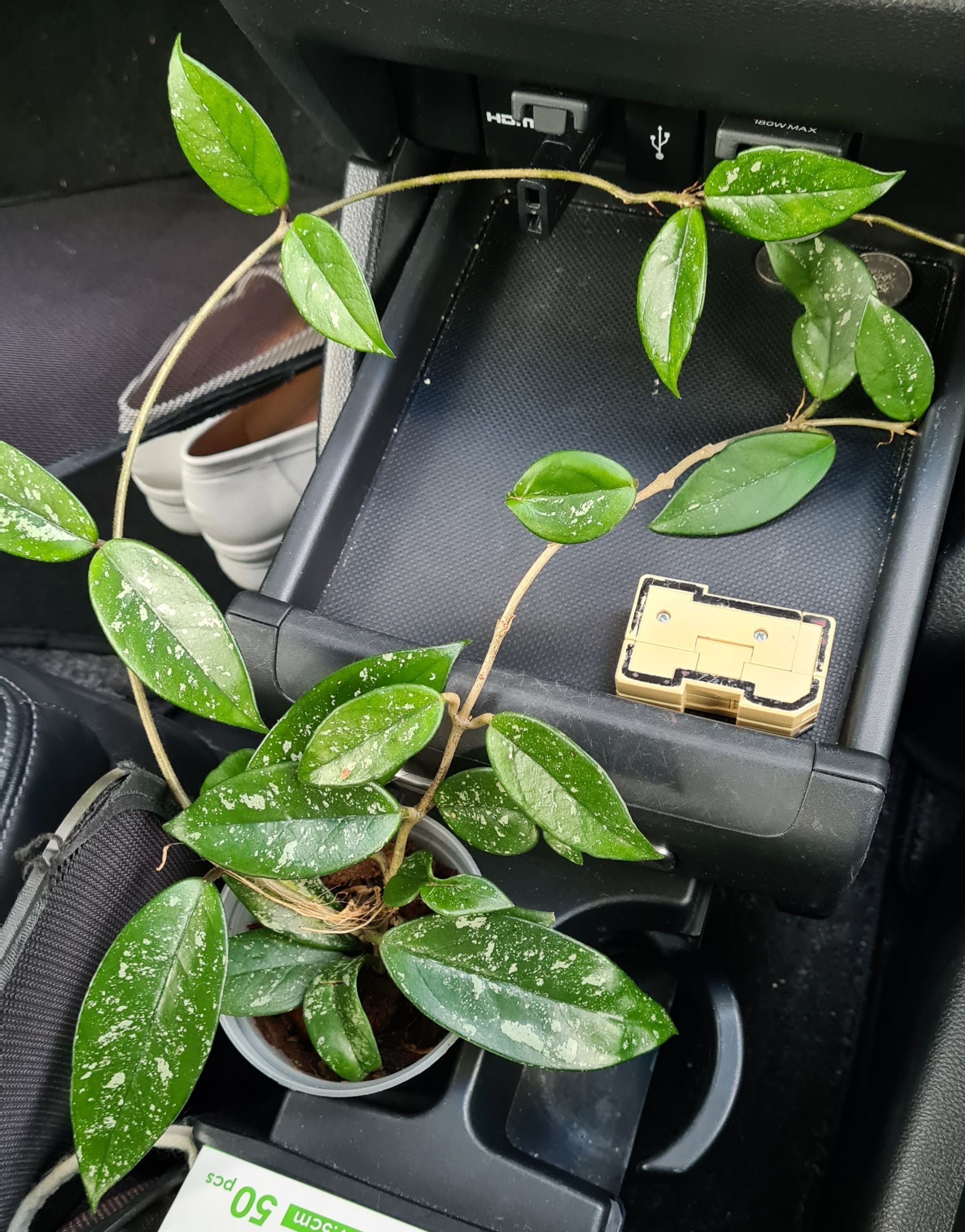 The Complete Hoya carnosa 'Wilbur Graves' Plant Care Guide: Water ...