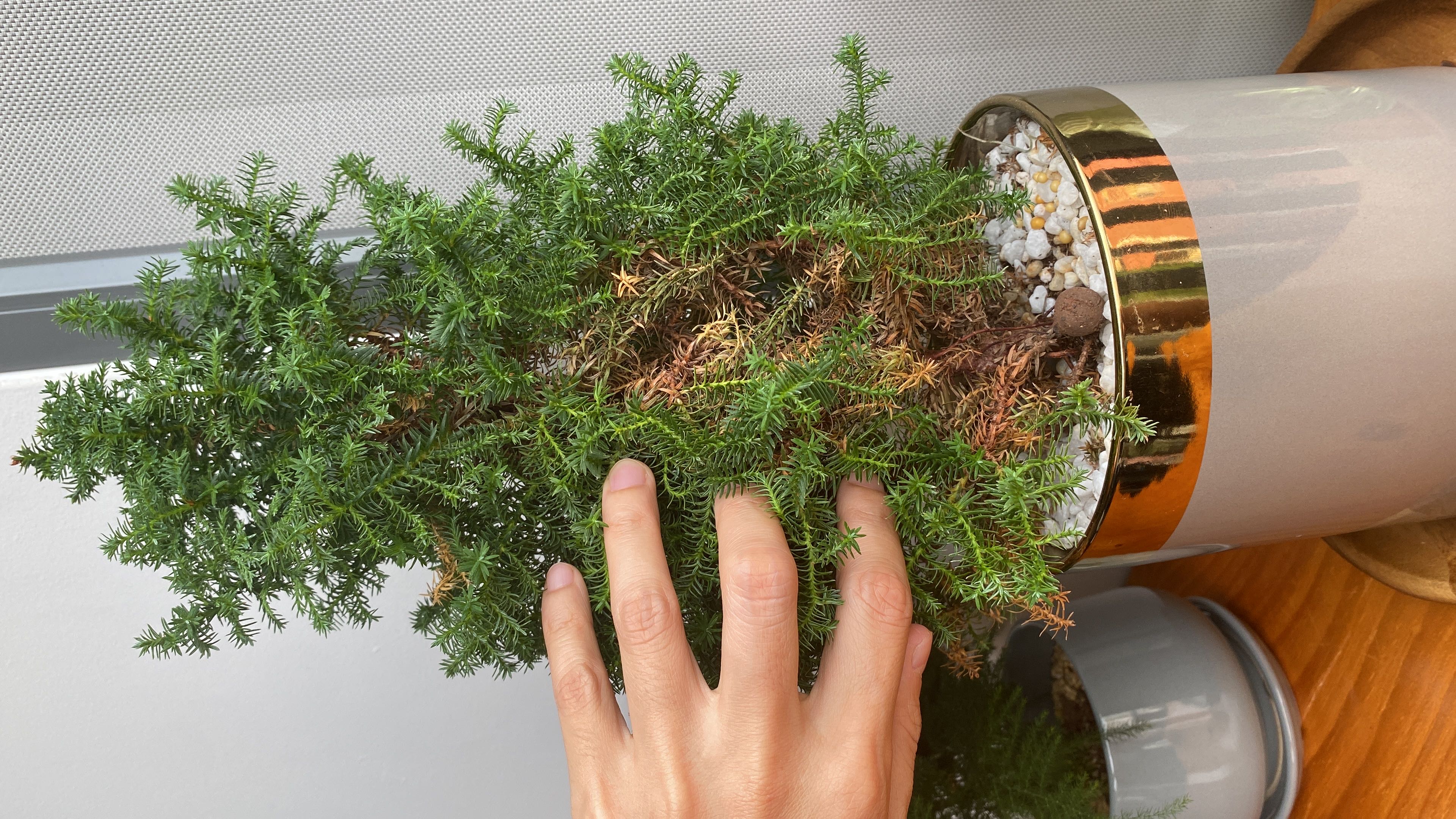 Keep Your European Cypress Alive: Light, Water & Care Instructions