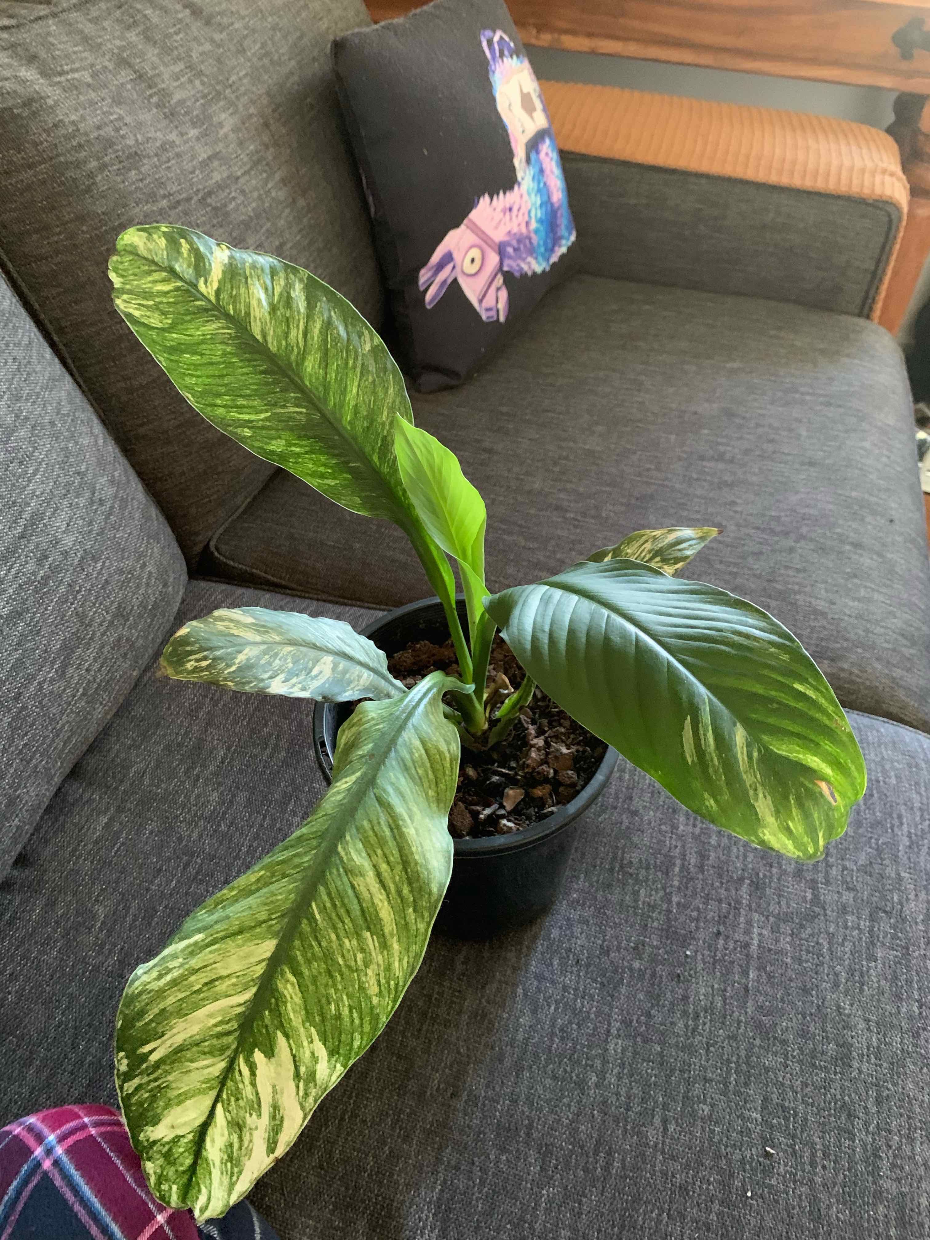 🌡 What Temperature Should My Variegated Peace Lily Be Kept At?
