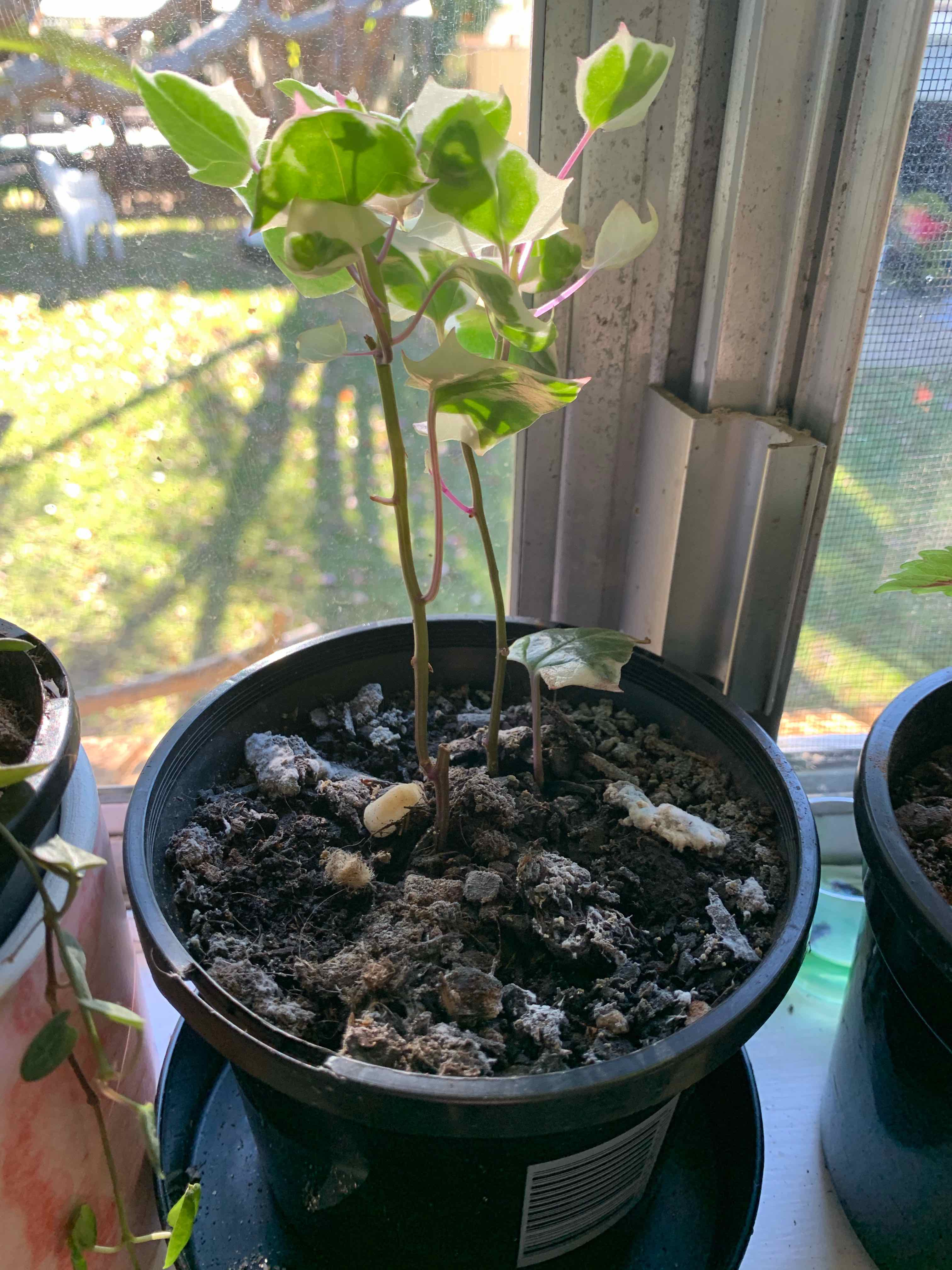 Why Are My Variegated English Ivy Leaves Droopy? 😢