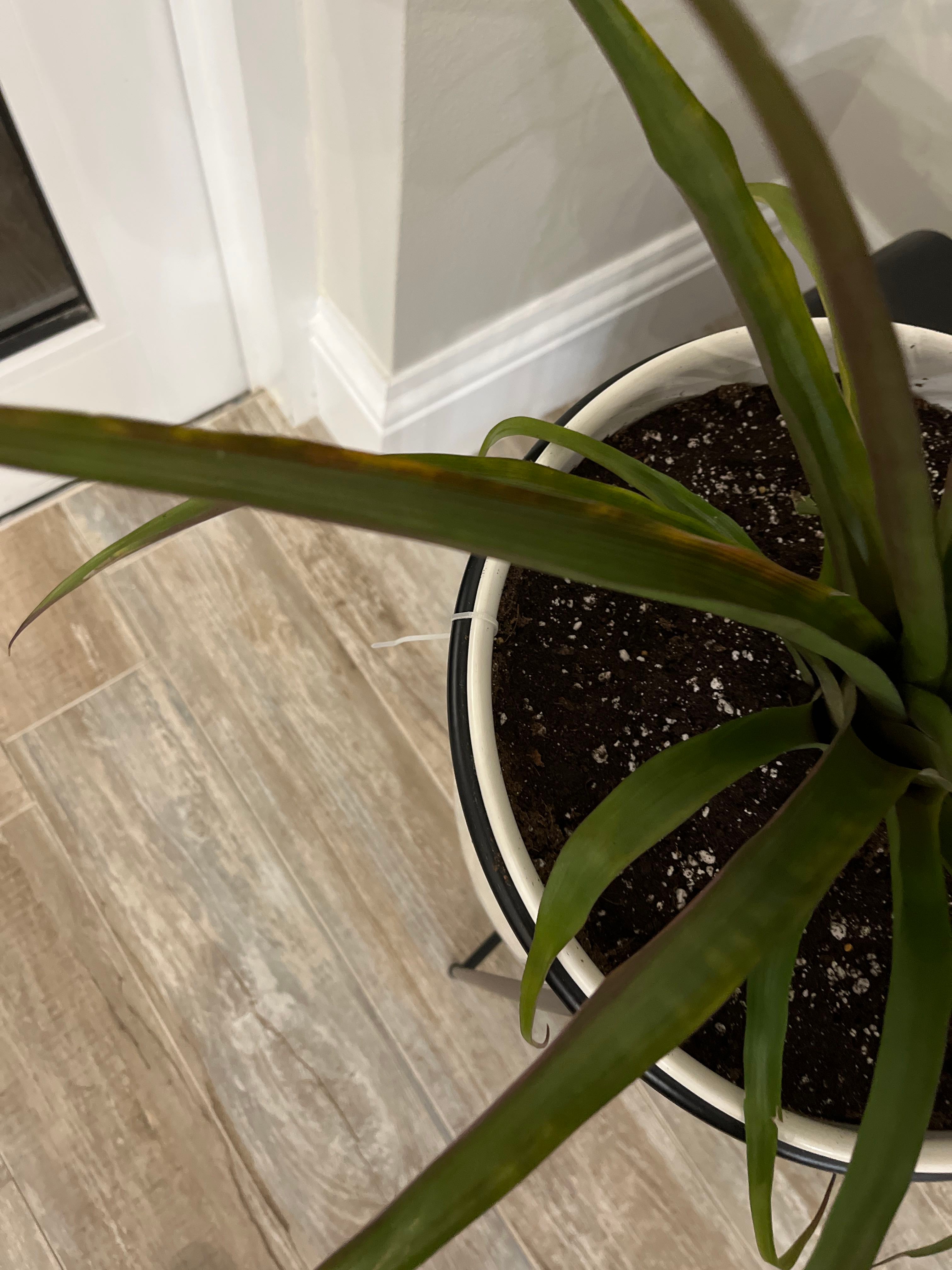 The Complete Blushing Bromeliad Plant Care Guide: Water, Light & Beyond