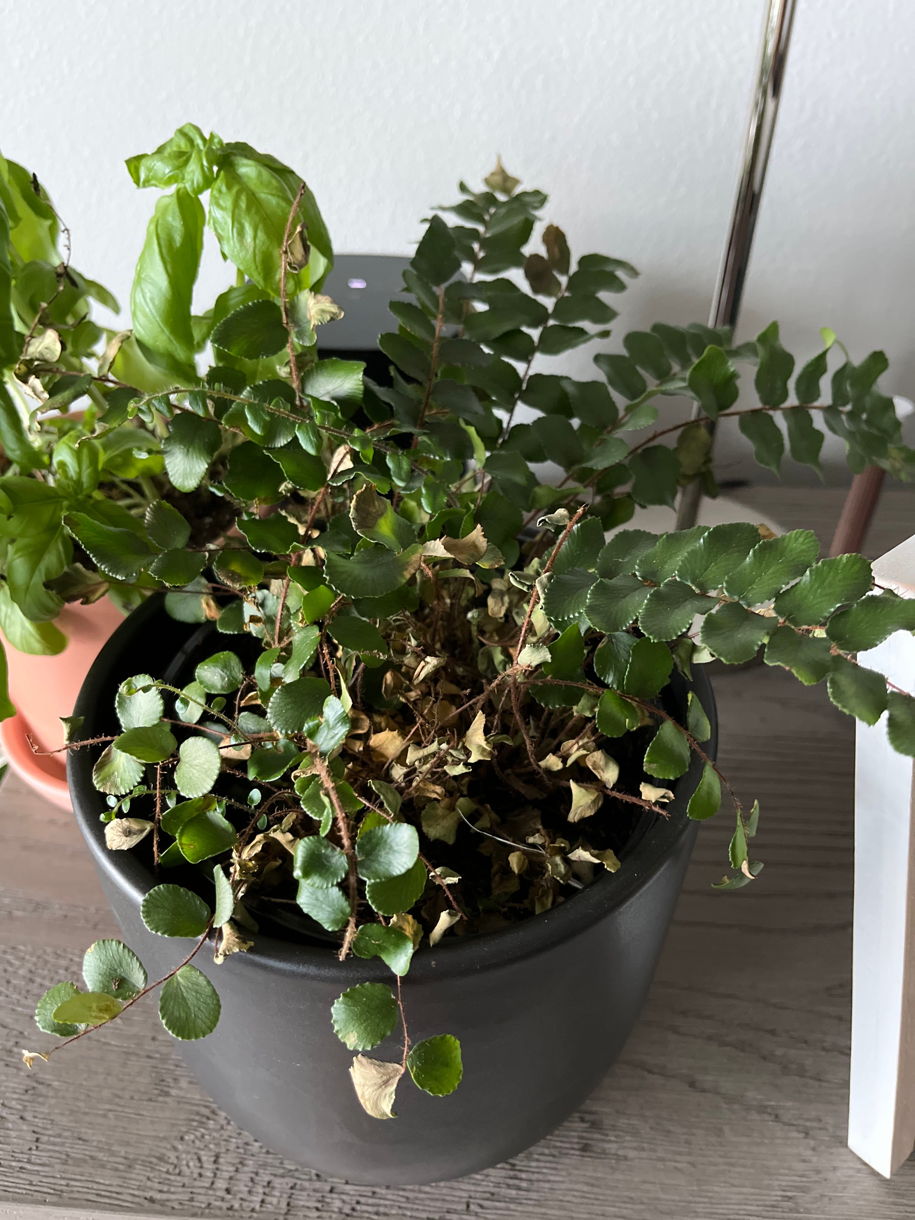 Keep Your Pellaea rotundifolia Alive: Light, Water & Care Instructions