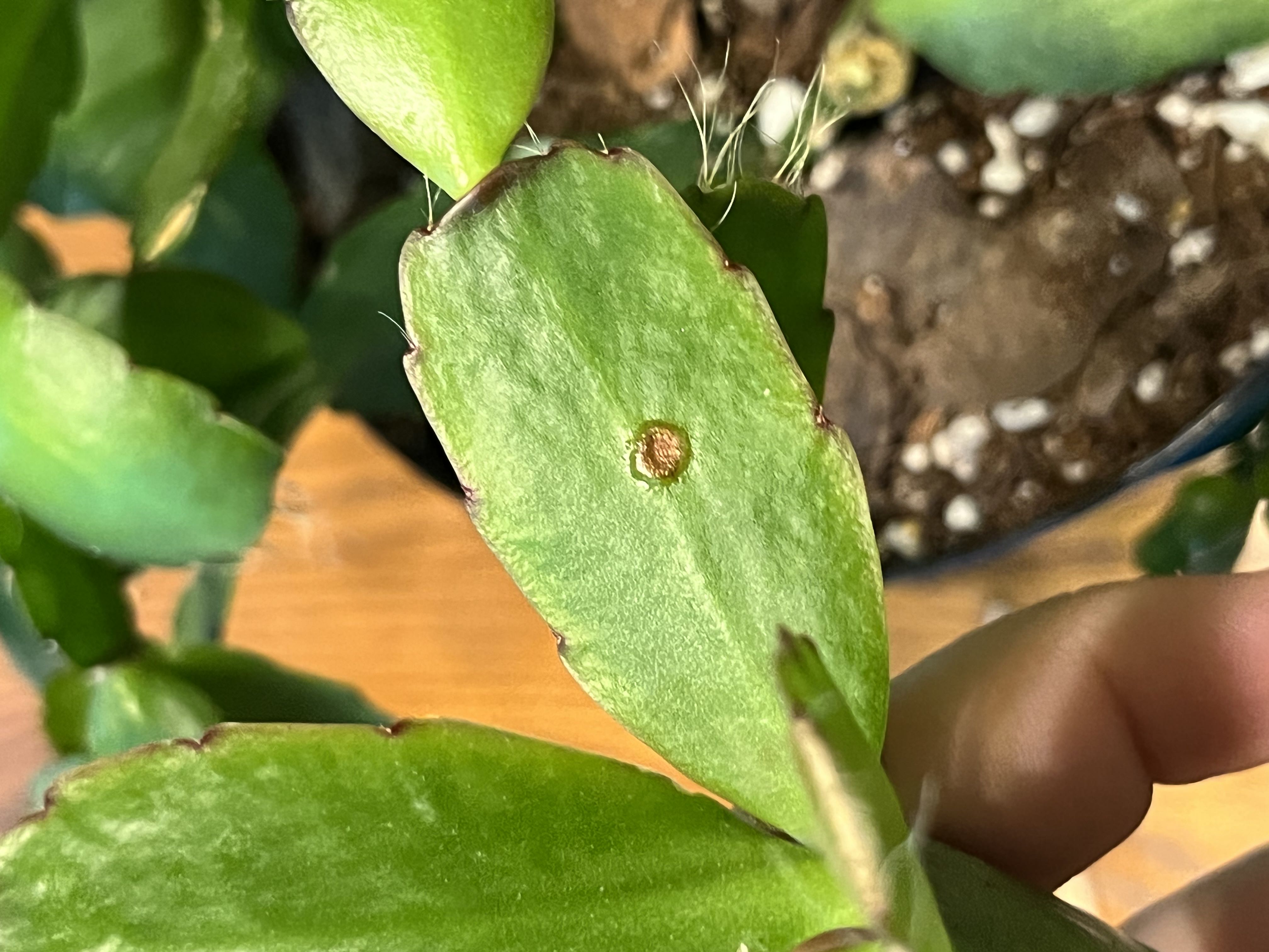 Spring Cactus Spots??