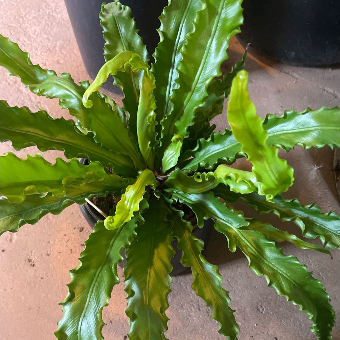 How Do I Propagate My Crispy Wave Fern?