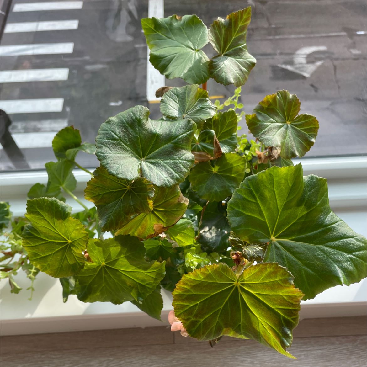 Diagnosing zonale geranium root rot