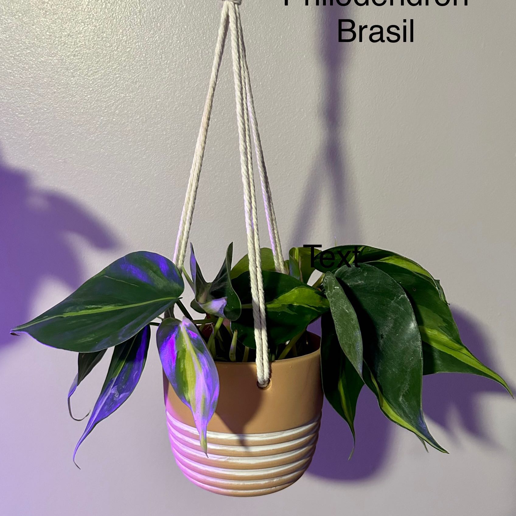 Achilles | A plant by @FamedRedcap on Greg