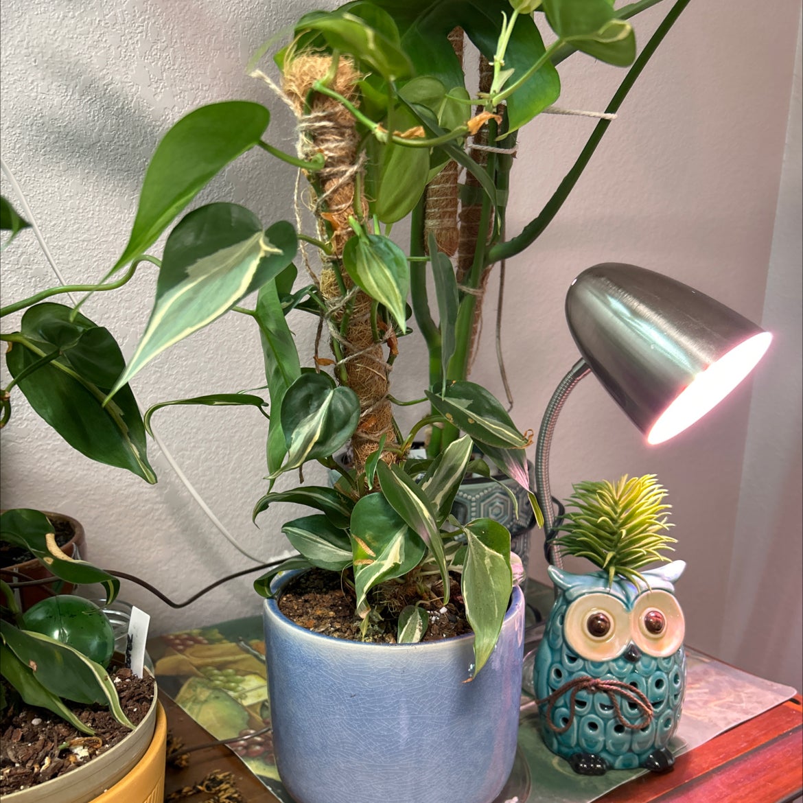 💧 Why Are My Philodendron 'Rio' Leaves Curling?