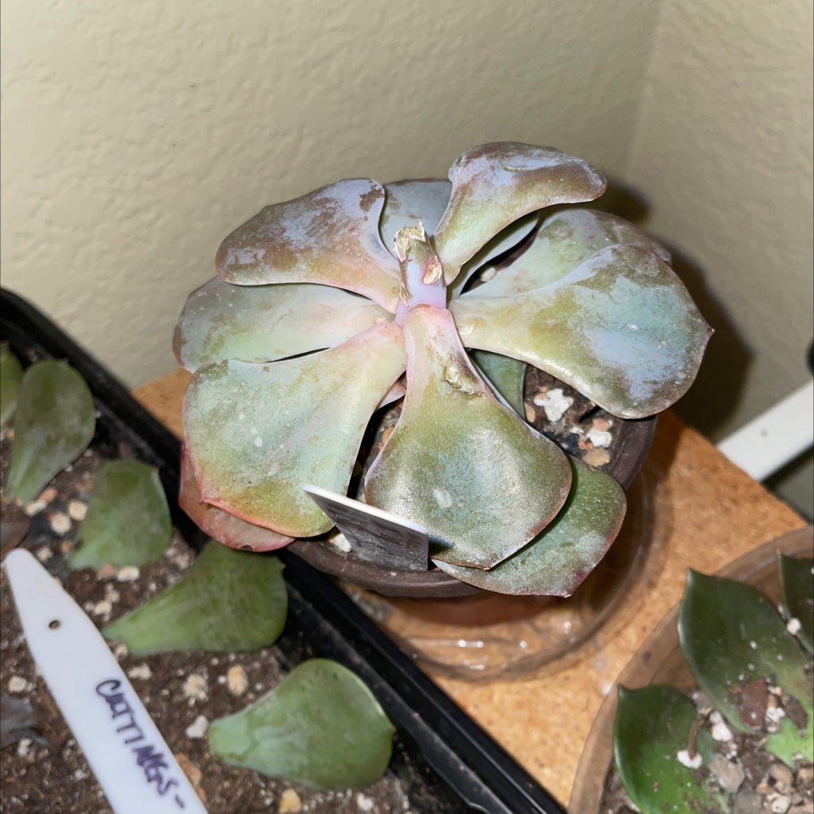 How Do I Cure echeveria 'dusty rose' root rot?