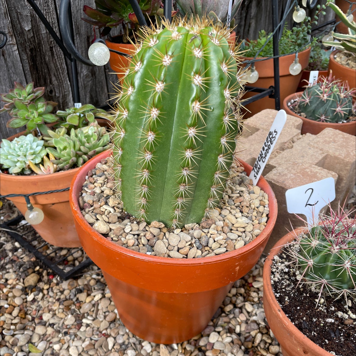 🌞 How to Get a Sun Goddess Barrel Cactus to Bloom