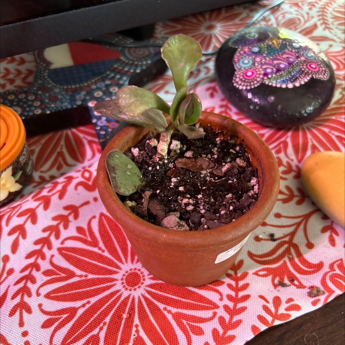 Why Are There Brown Spots on My Calico Hearts?