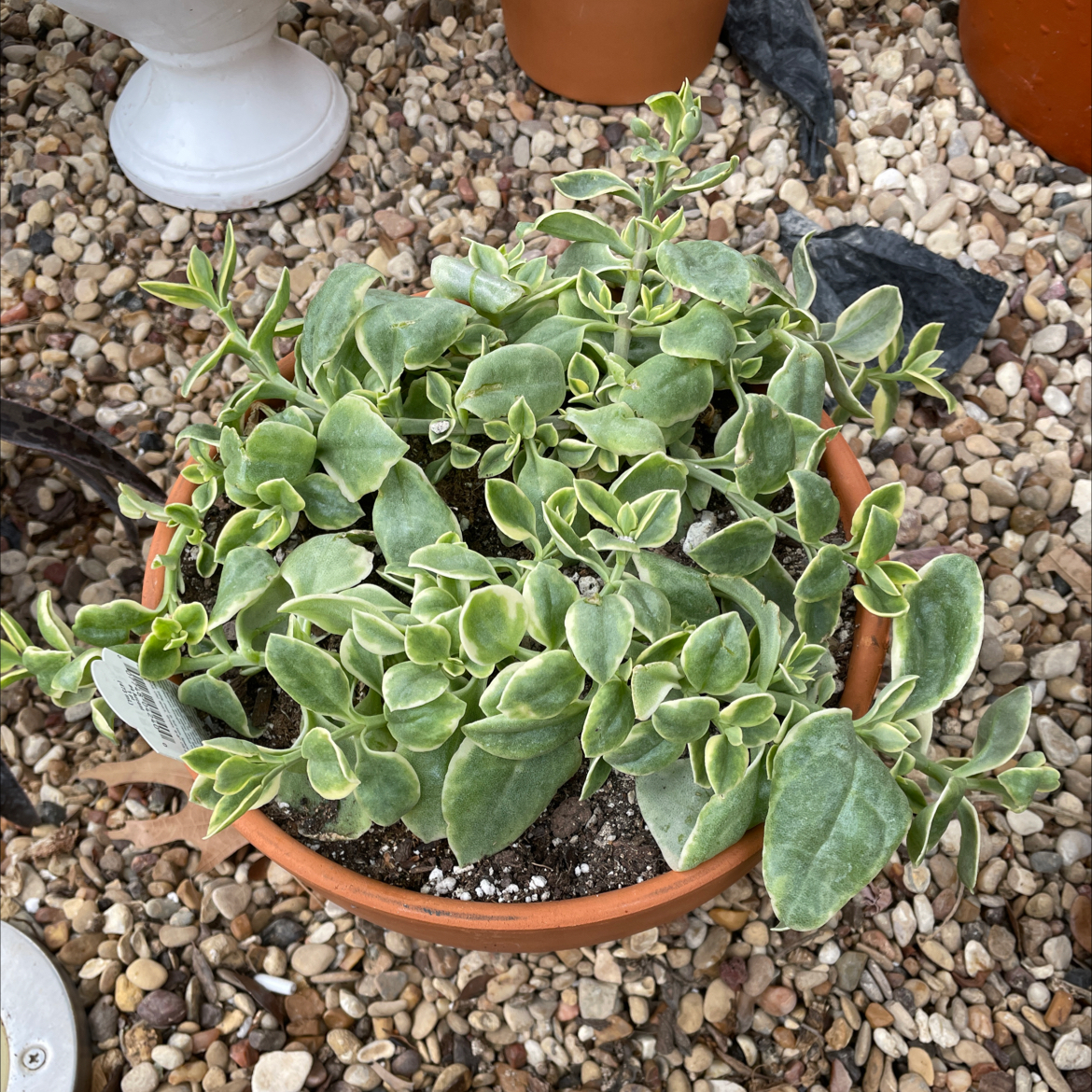 Personalized mezoo trailing red Care: Water, Light, Nutrients | Greg App