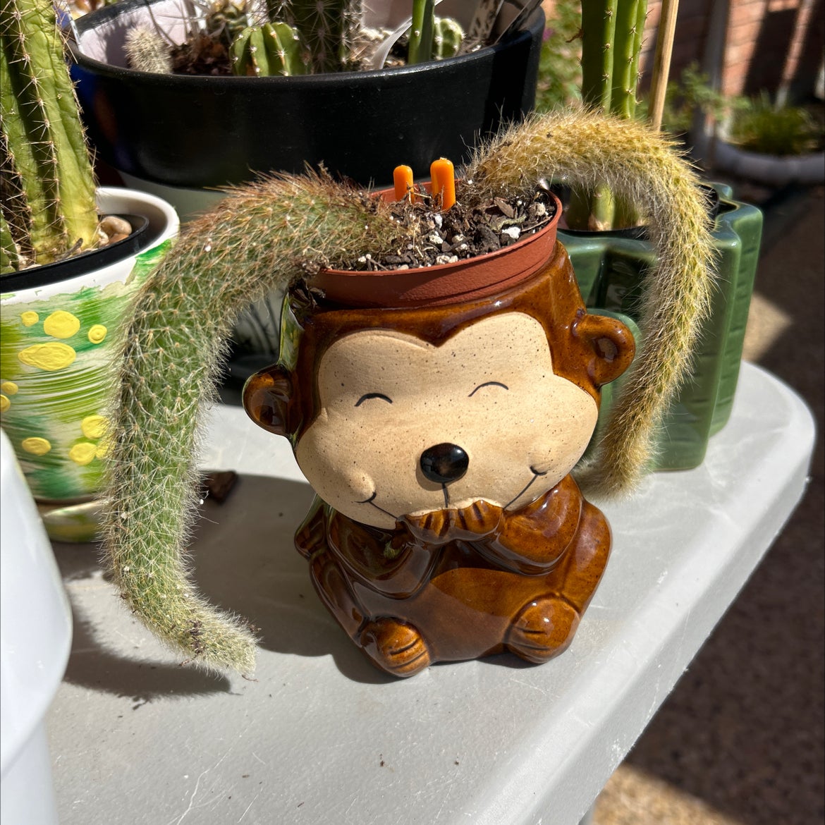 Monkey Tail Cactus - Growing Tips, Facts, And Pictures