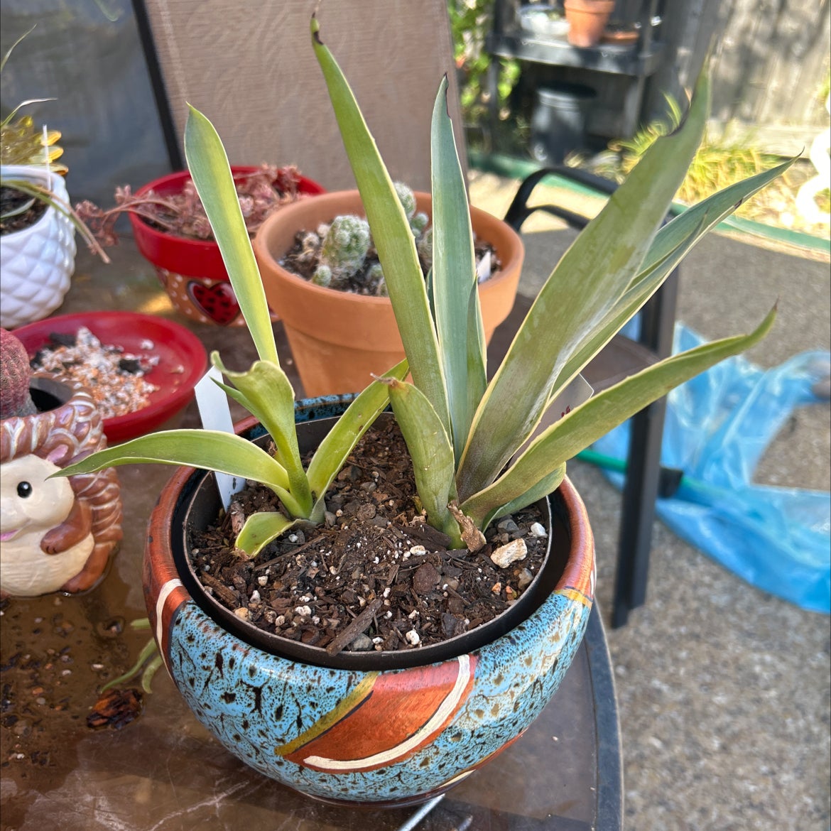 Brown Spots On Agave Demeesteriana 'variegata' Leaves