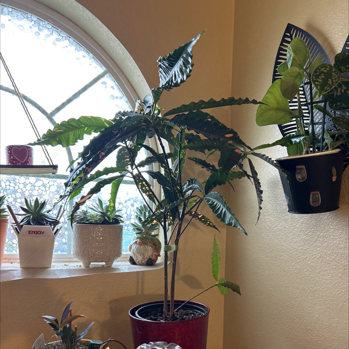Texas Croton Care 101: Water, Light & Growing Tips