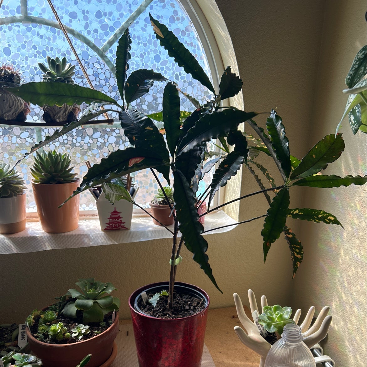 The Complete Texas Croton Plant Care Guide: Water, Light & Beyond