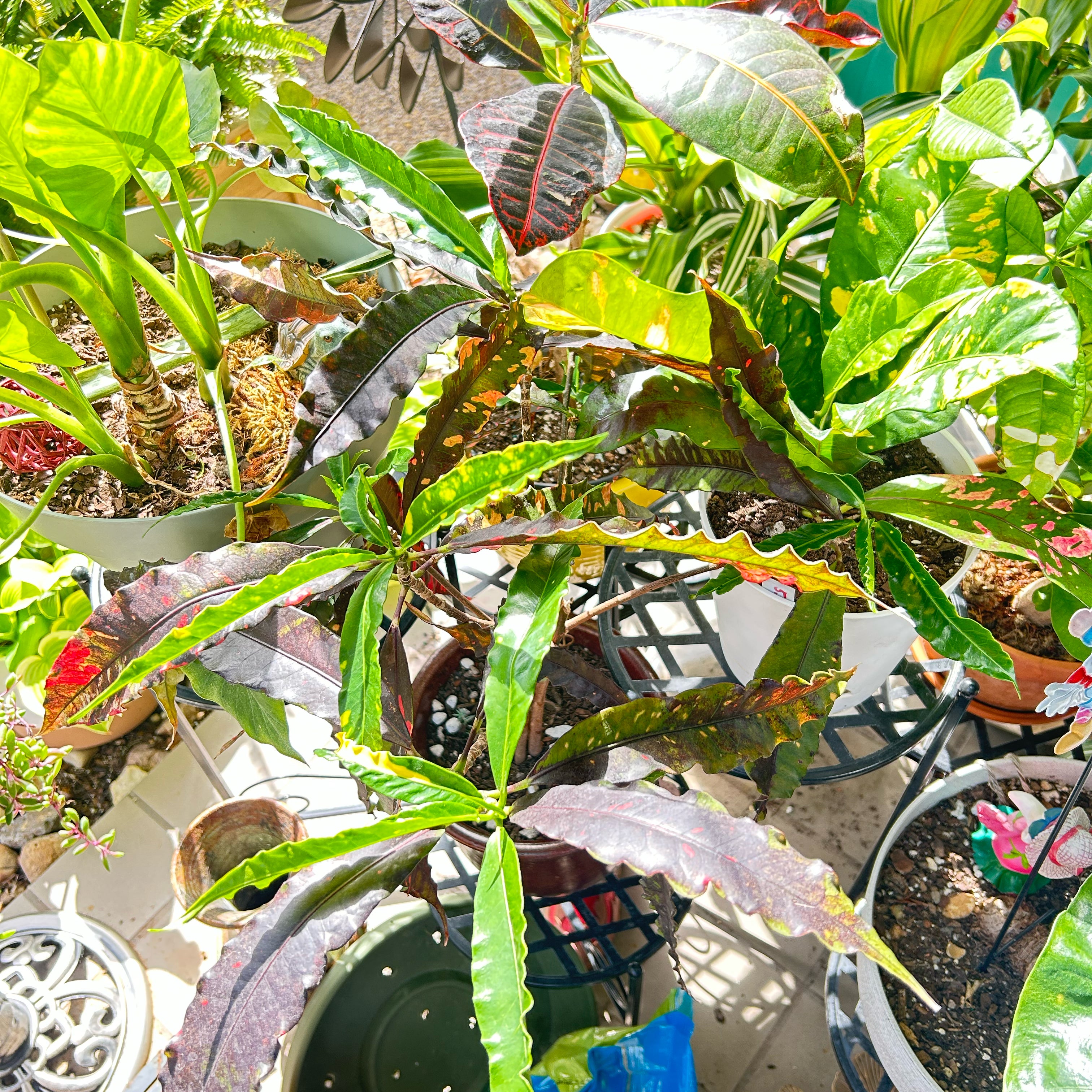 Keep Your Texas Croton Alive: Light, Water & Care Instructions