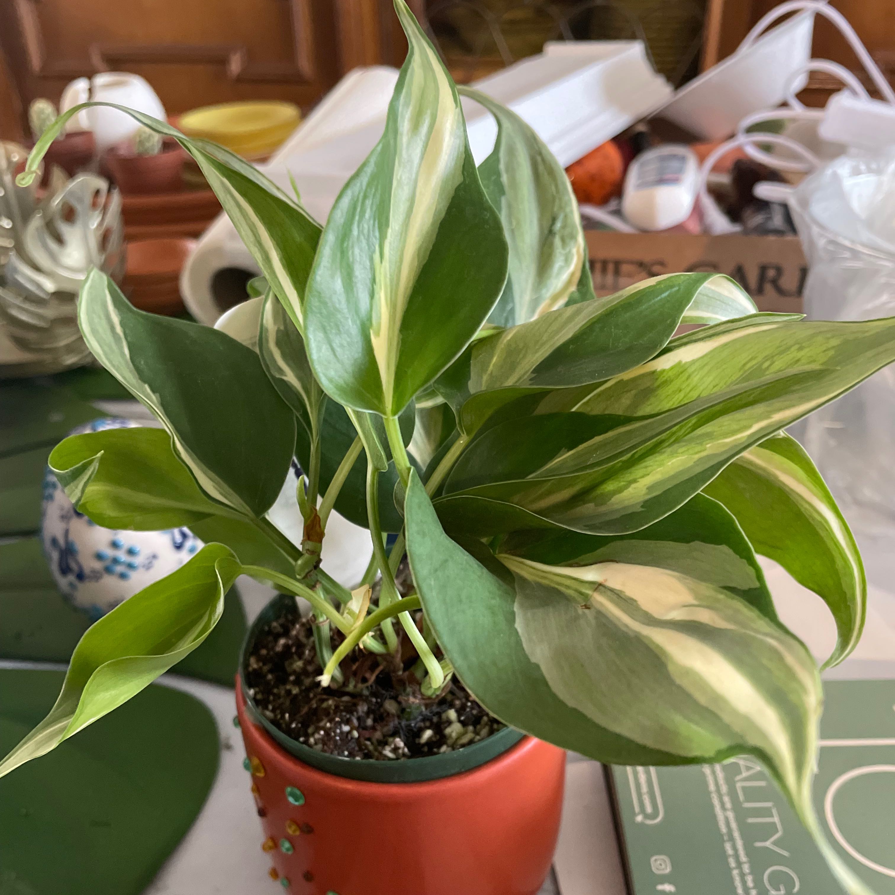 💧 Why Are My Philodendron 'Rio' Leaves Curling?