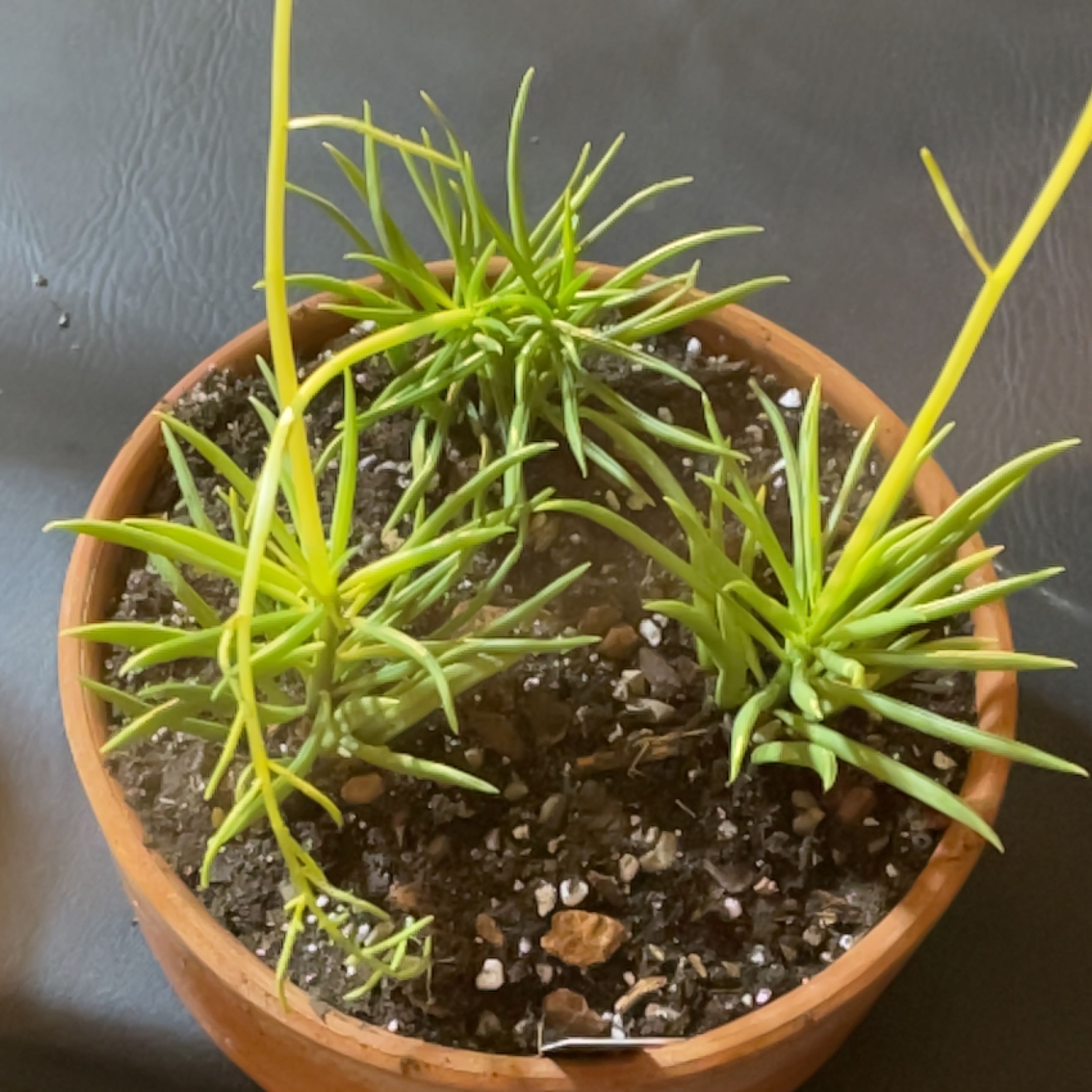Senecio barbertonicus 'Lemon Bean Bush': How Much Water & Light Does it ...