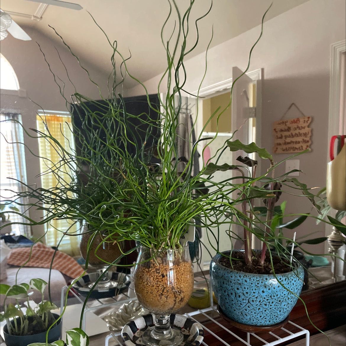 Show me your funky cacti and succulents!