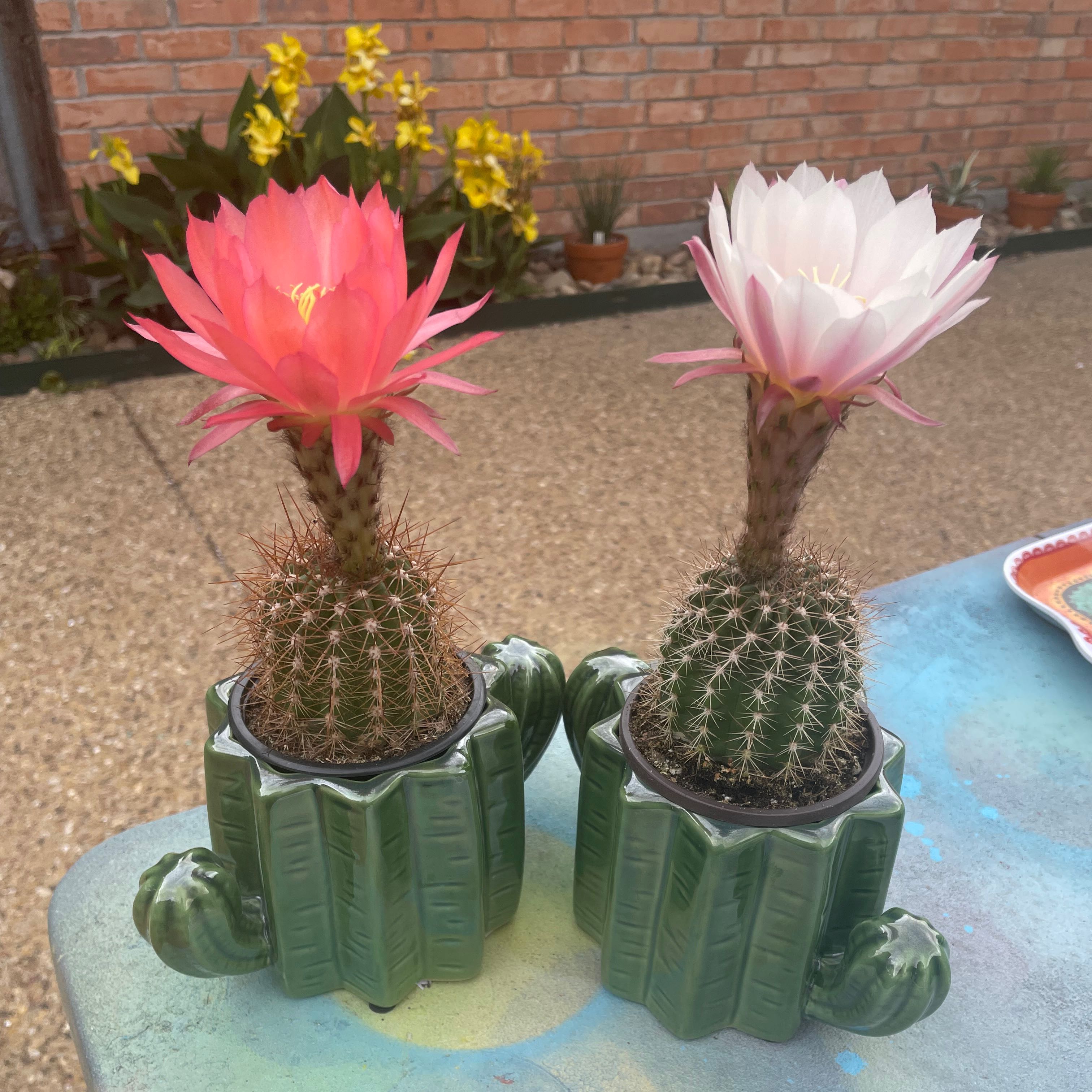 🌵 Is Direct Sunlight Good for My Torch Cactus?