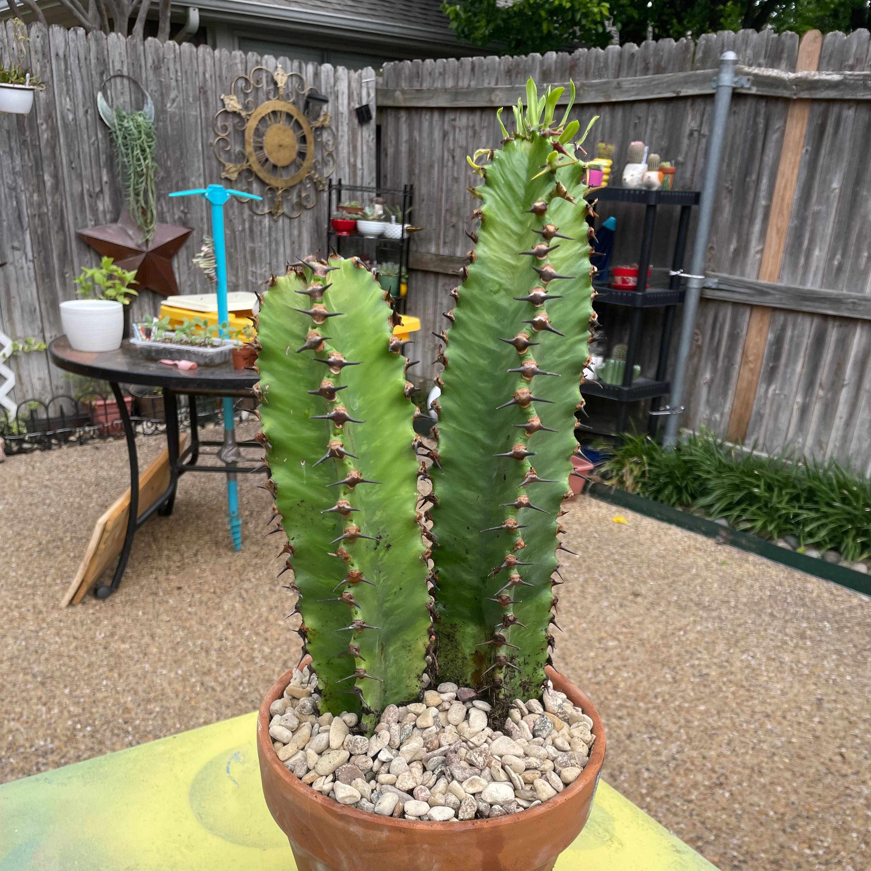 Personalized Euphorbia ingens 'Chocolate Drop' Care: Water, Light ...