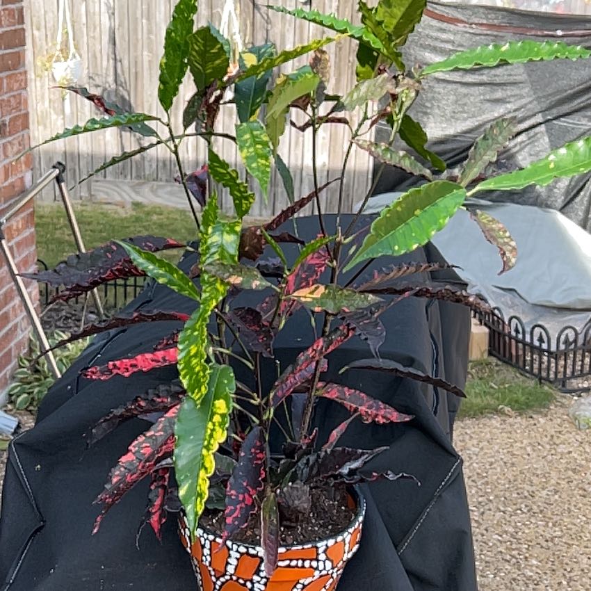 The Complete Texas Croton Plant Care Guide: Water, Light & Beyond