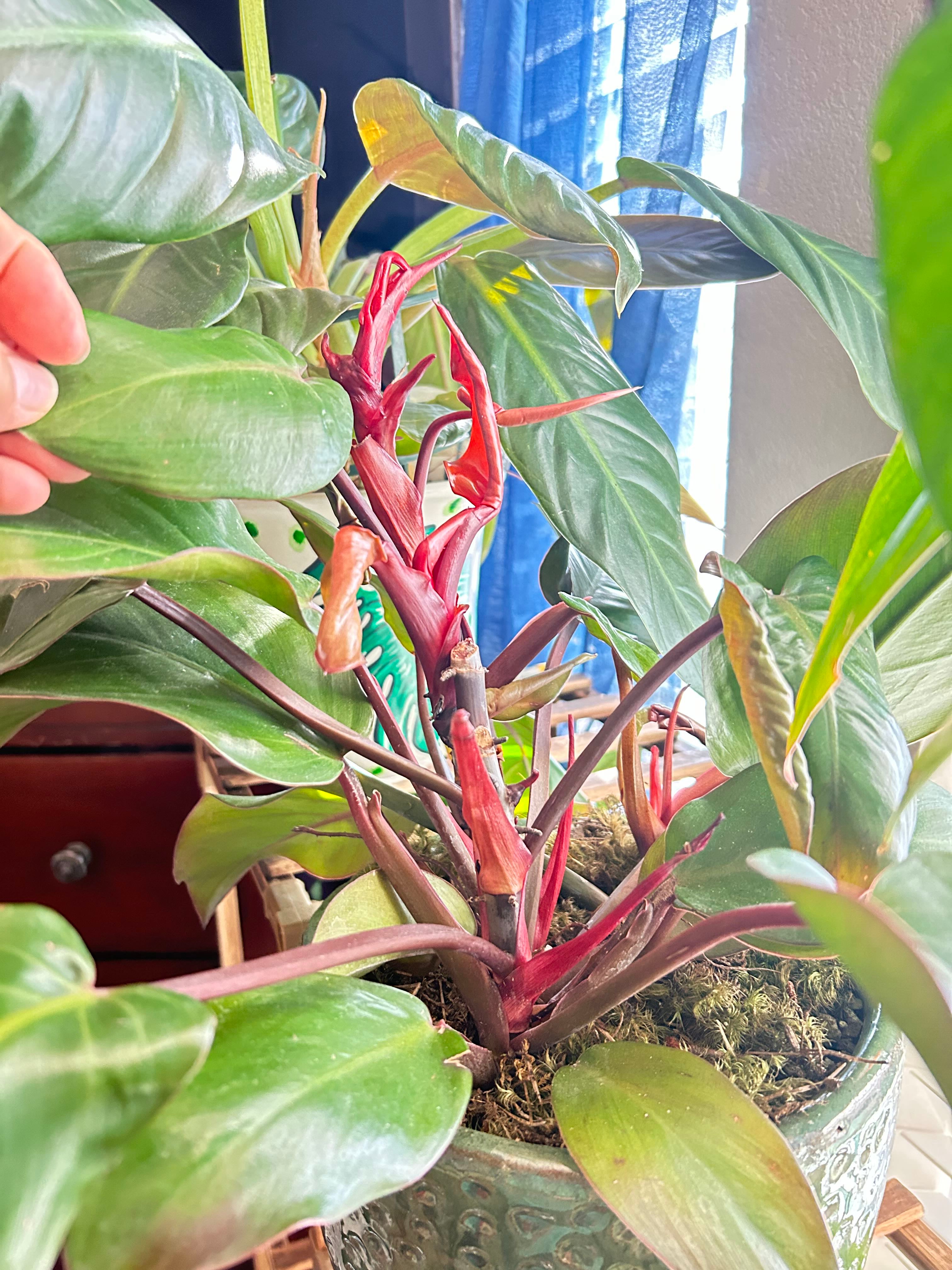 How to Care for Rudolph Philodendron: Mastering Water, Sunlight & More