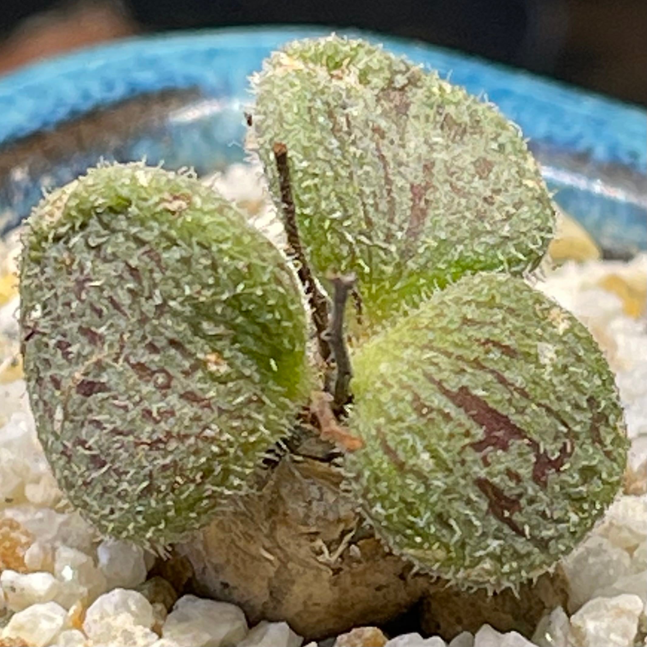 Tylecodon nolteei Plant Care: Water, Light, Nutrients | Greg App 🌱