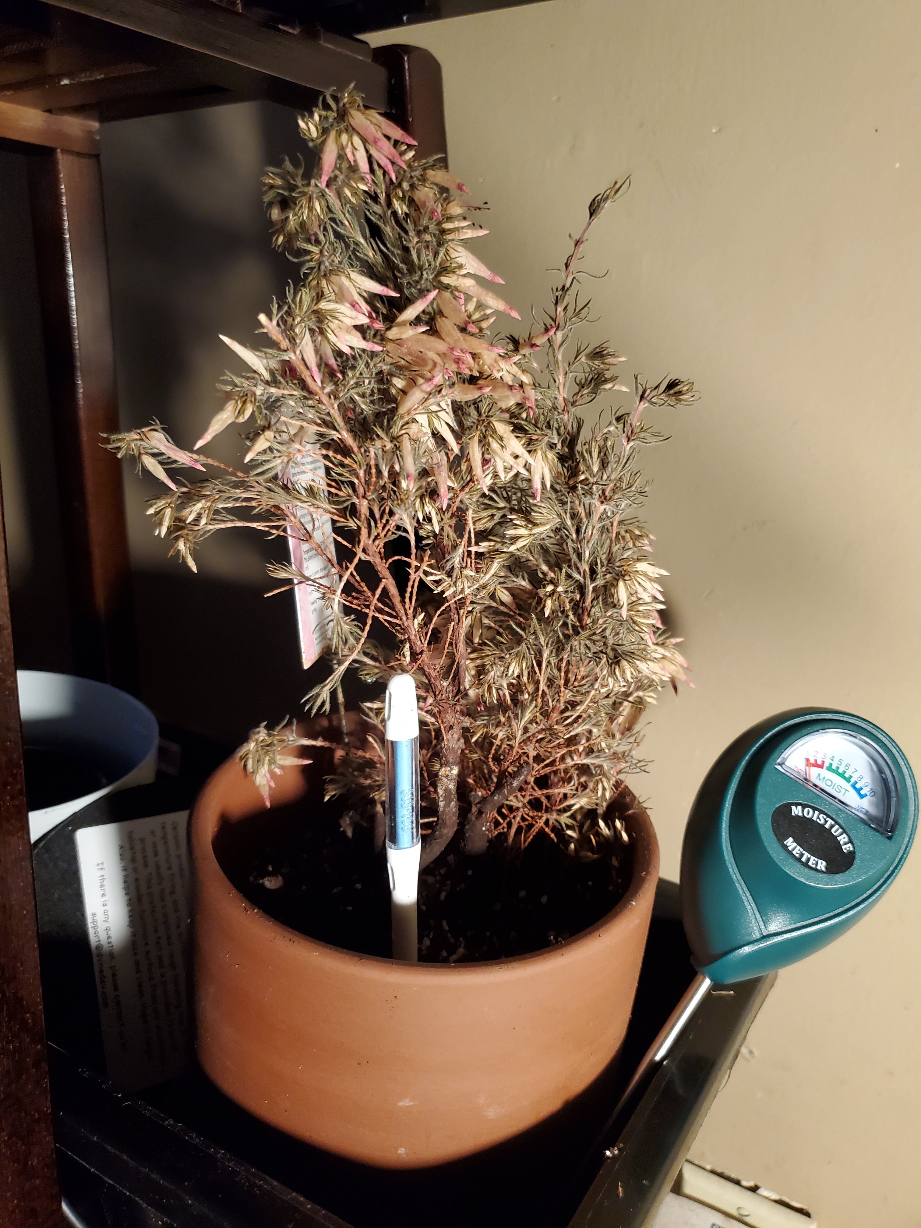 🌸 Kramer's Red Heather: A Comprehensive Overview