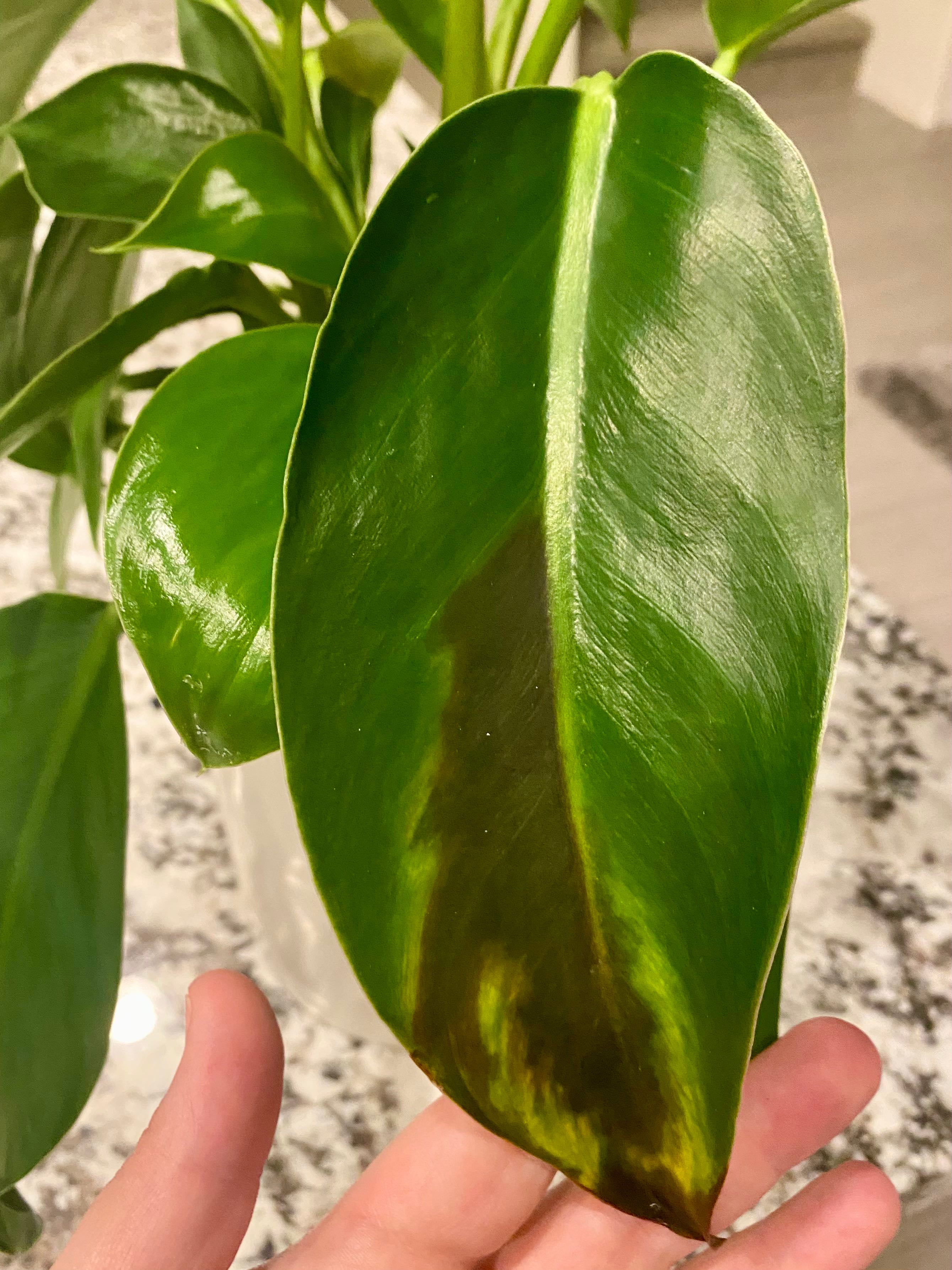 Brown Spots On Philodendron 'Imperial Green' Leaves