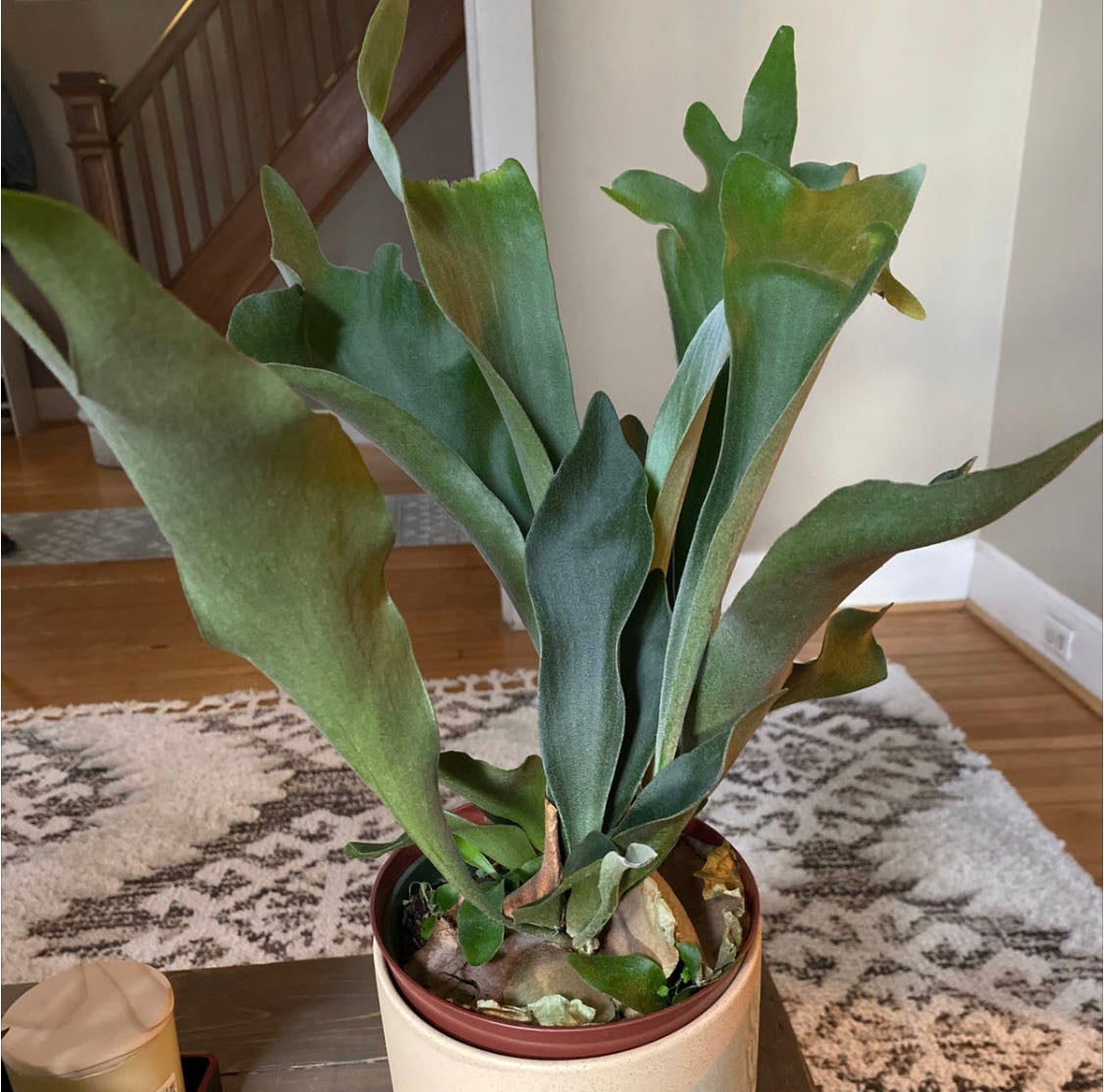 How to Care for Elkhorn Fern: Mastering Water, Sunlight & More