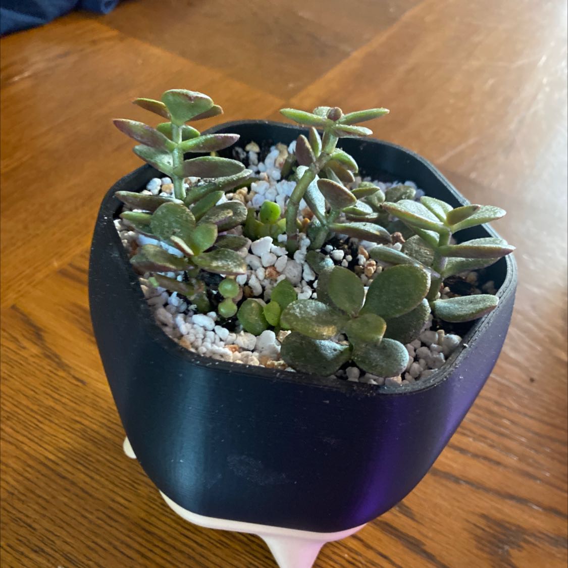 Goat Williker | A plant by @EagerPhlox on Greg