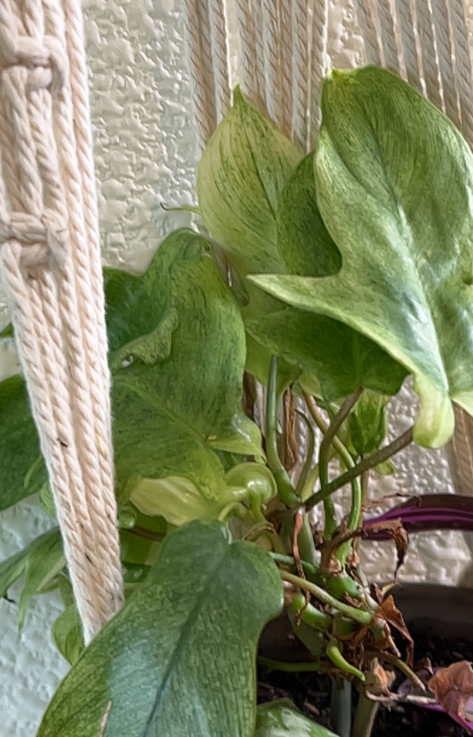 How Do I Cure philodendron 'florida ghost' root rot?