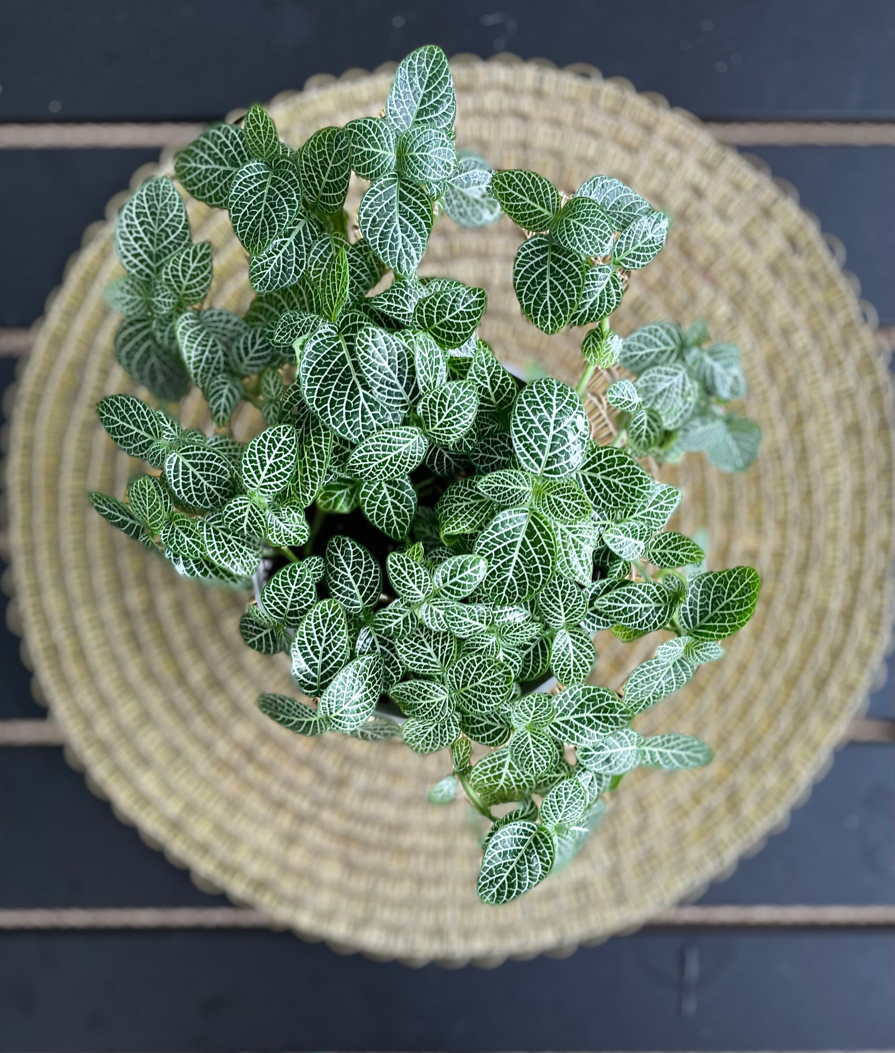 Fiona the nerve plant's comeback story