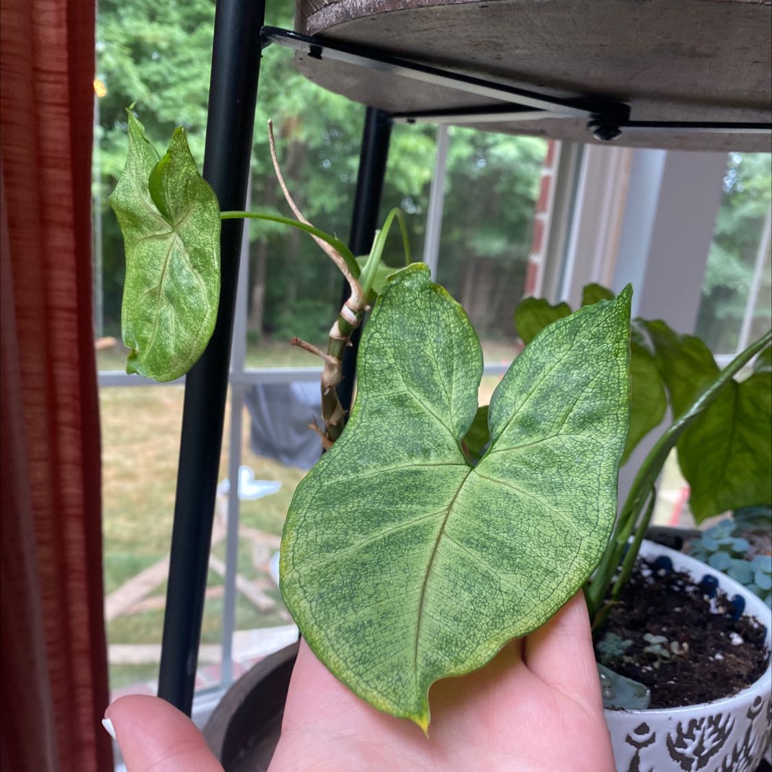 Zaid | A plant by @SlickDevilsivy on Greg