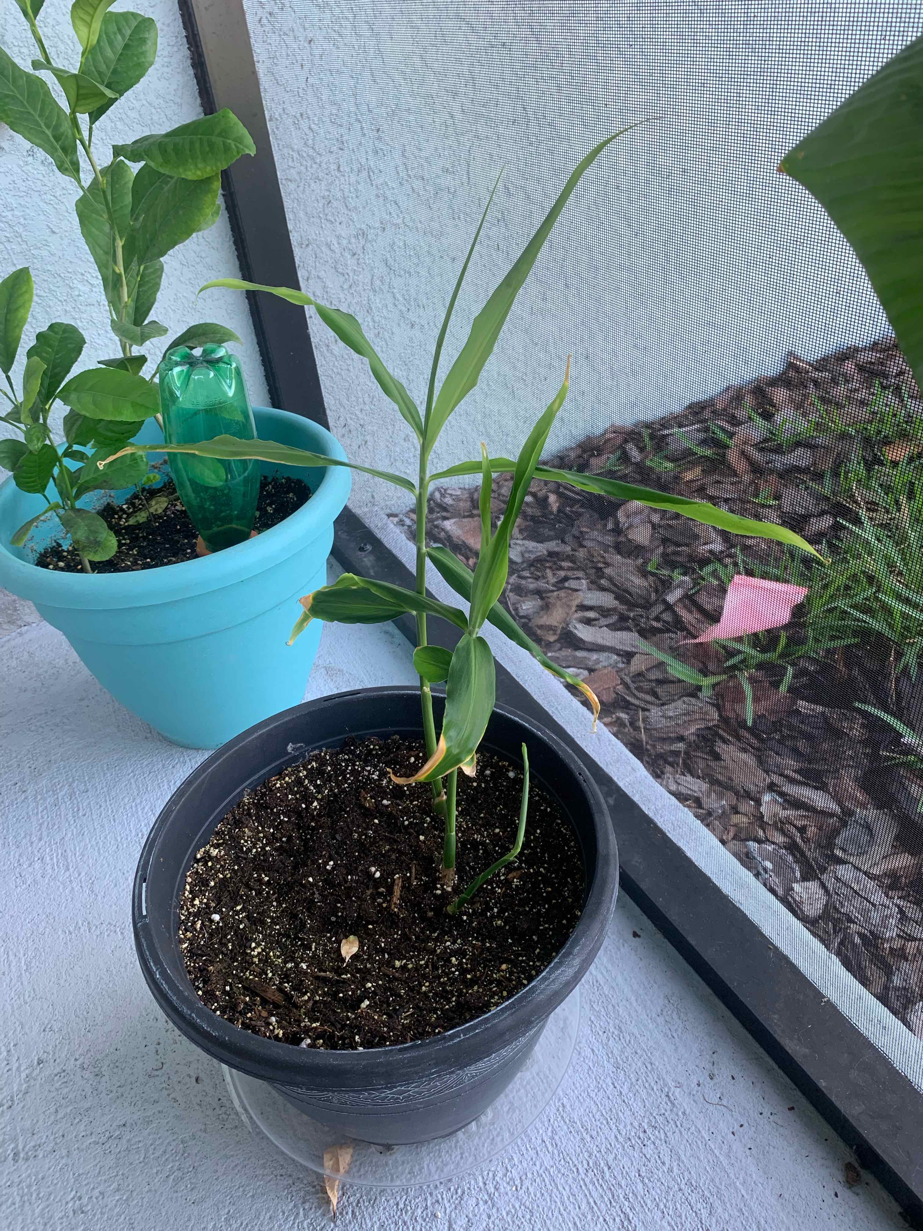 🦋 10 Benefits of Having a Butterfly Ginger Lily