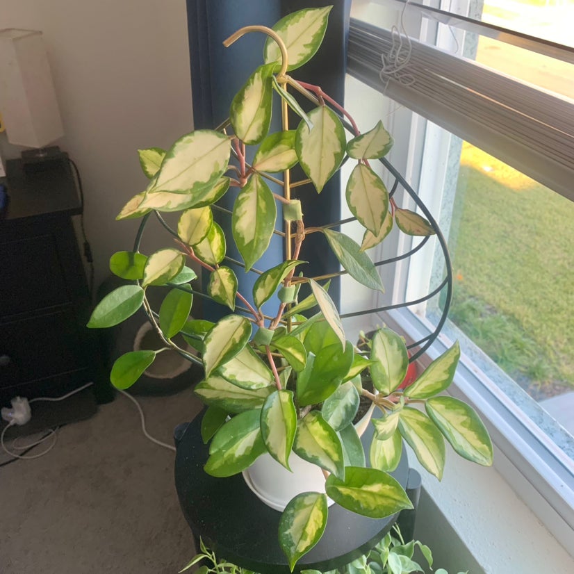 Satori | A plant by @BeesZenGarden on Greg