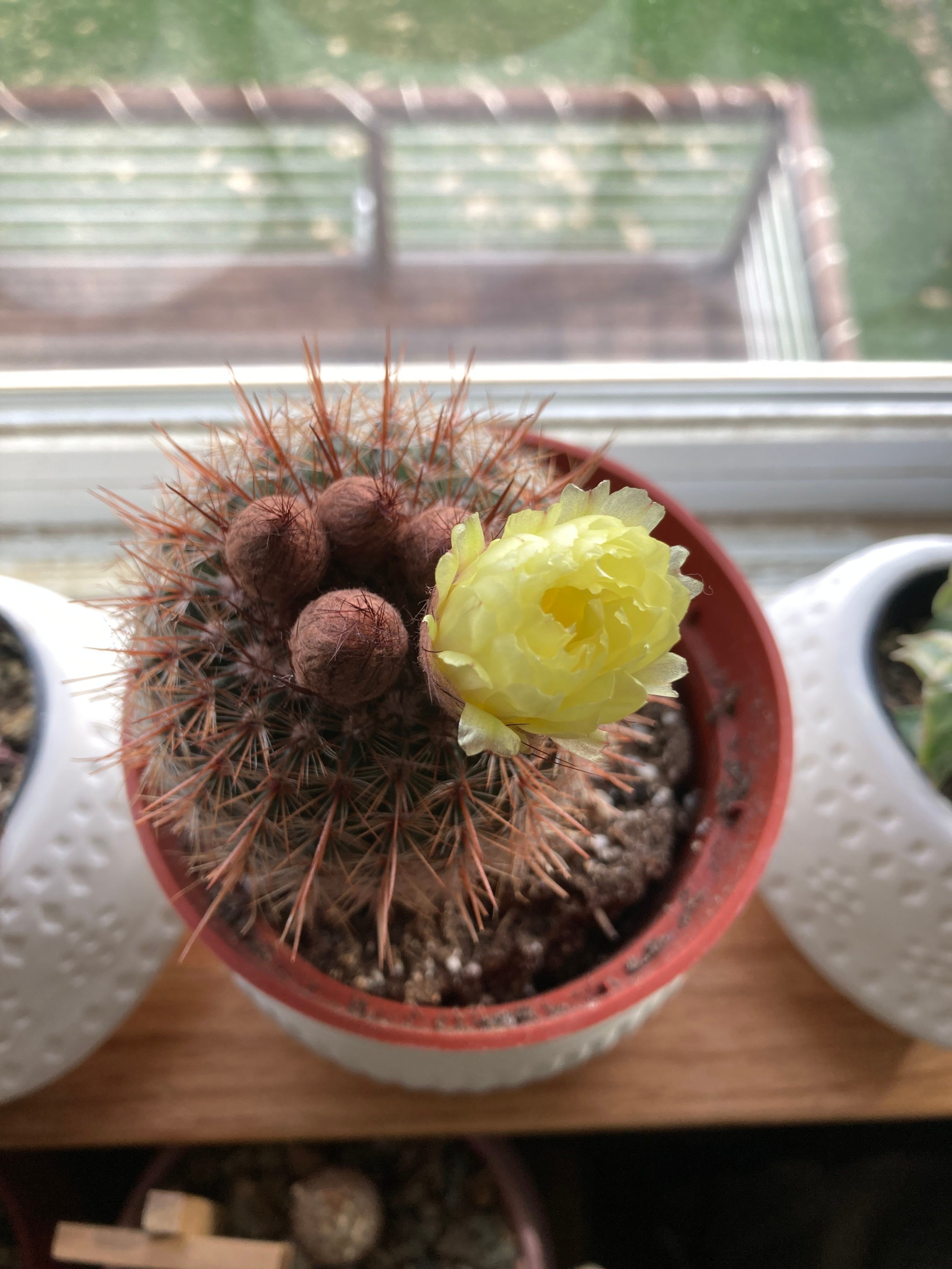 The Complete Balloon Cactus Plant Care Guide: Water, Light & Beyond